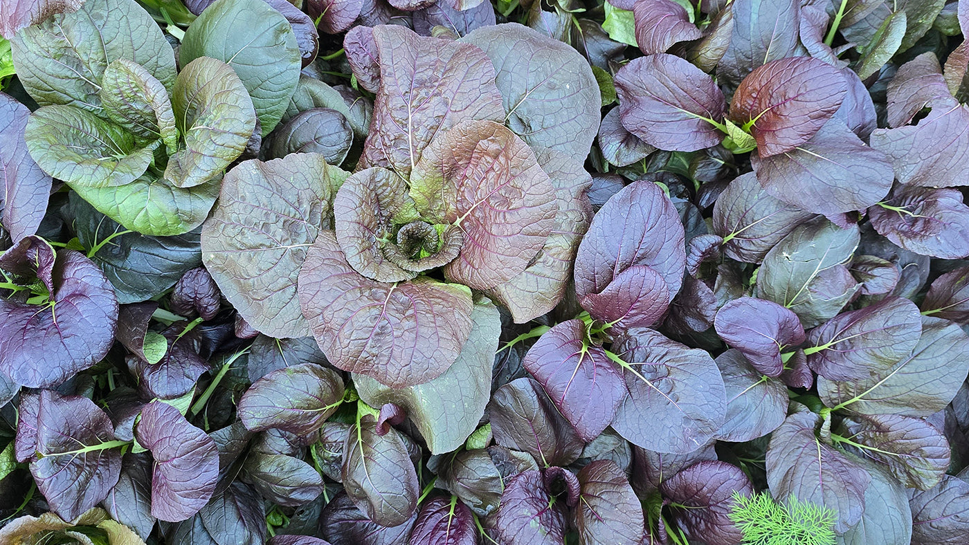The Ultimate Guide to Growing Bok Choy from Seed to Harvest – Jerra's ...