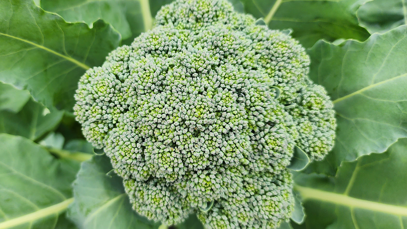 How to Grow Broccoli - A Guide from Seed to Harvest – Jerra's Garden