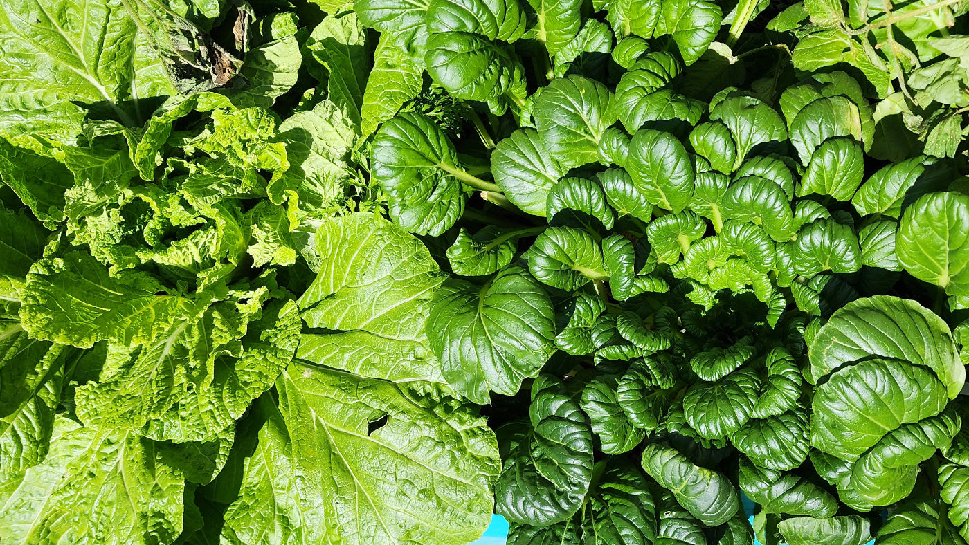 January Gardening Guide - What To Plant Now For Every Garden Zone ...