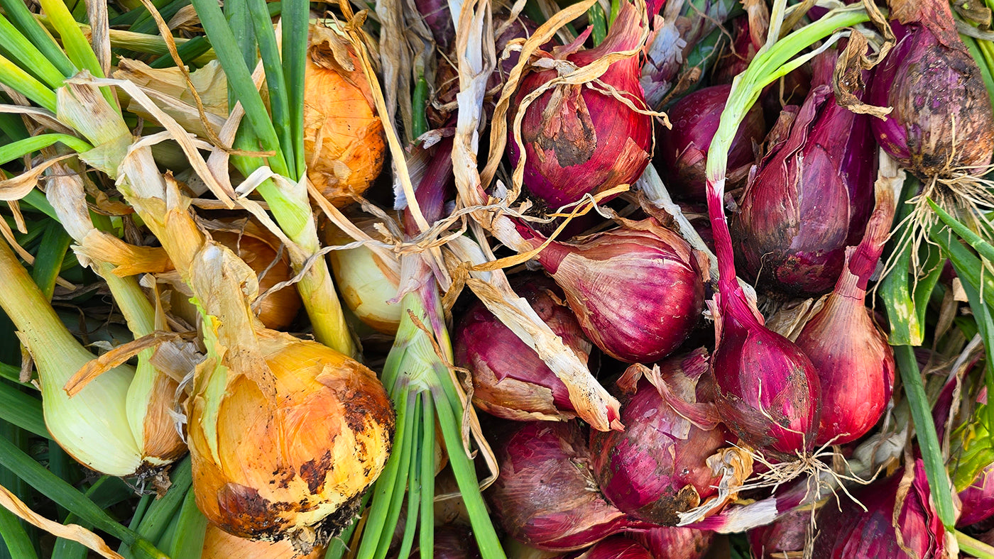 Top Tips From Professional Onion Farmers On How To Grow Big Onion Bulbs ...
