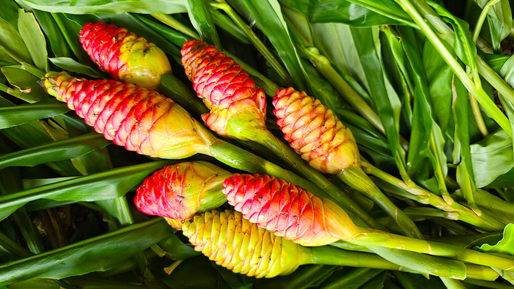 Growing and Using Shampoo Ginger: A Gardener's Guide – Jerra's Garden