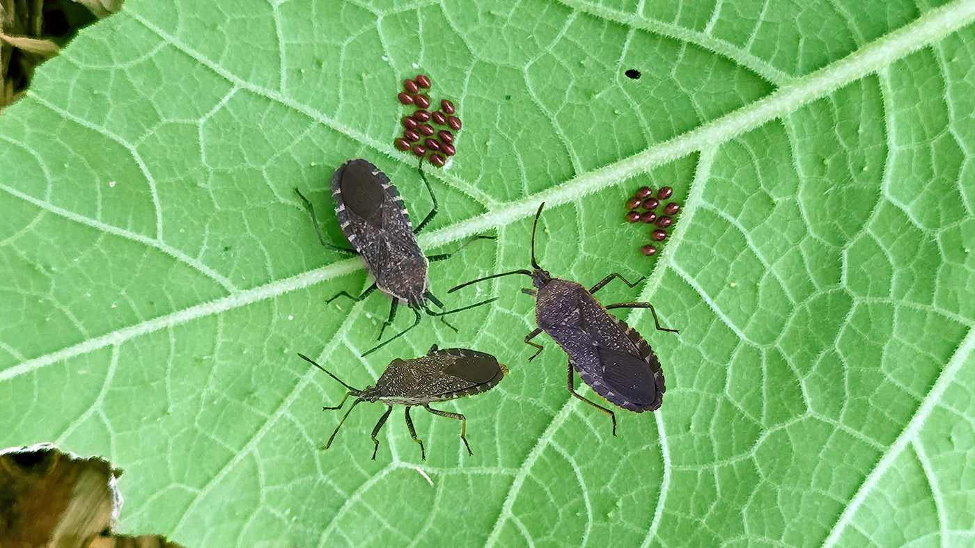 Defeat Squash Bugs With 12 Organic Treatments & Control – Jerra's Garden