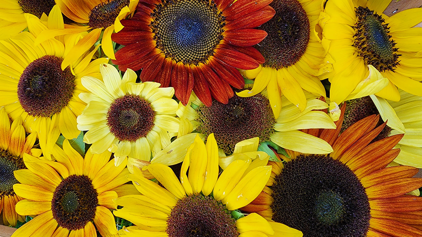 How To Grow Lots Of Sunflowers: From Seed To Bloom – Jerra's Garden