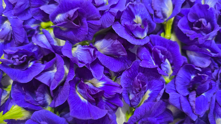 How to Grow and Use Thai Butterfly Pea Flowers in Your Garden – Jerra's ...
