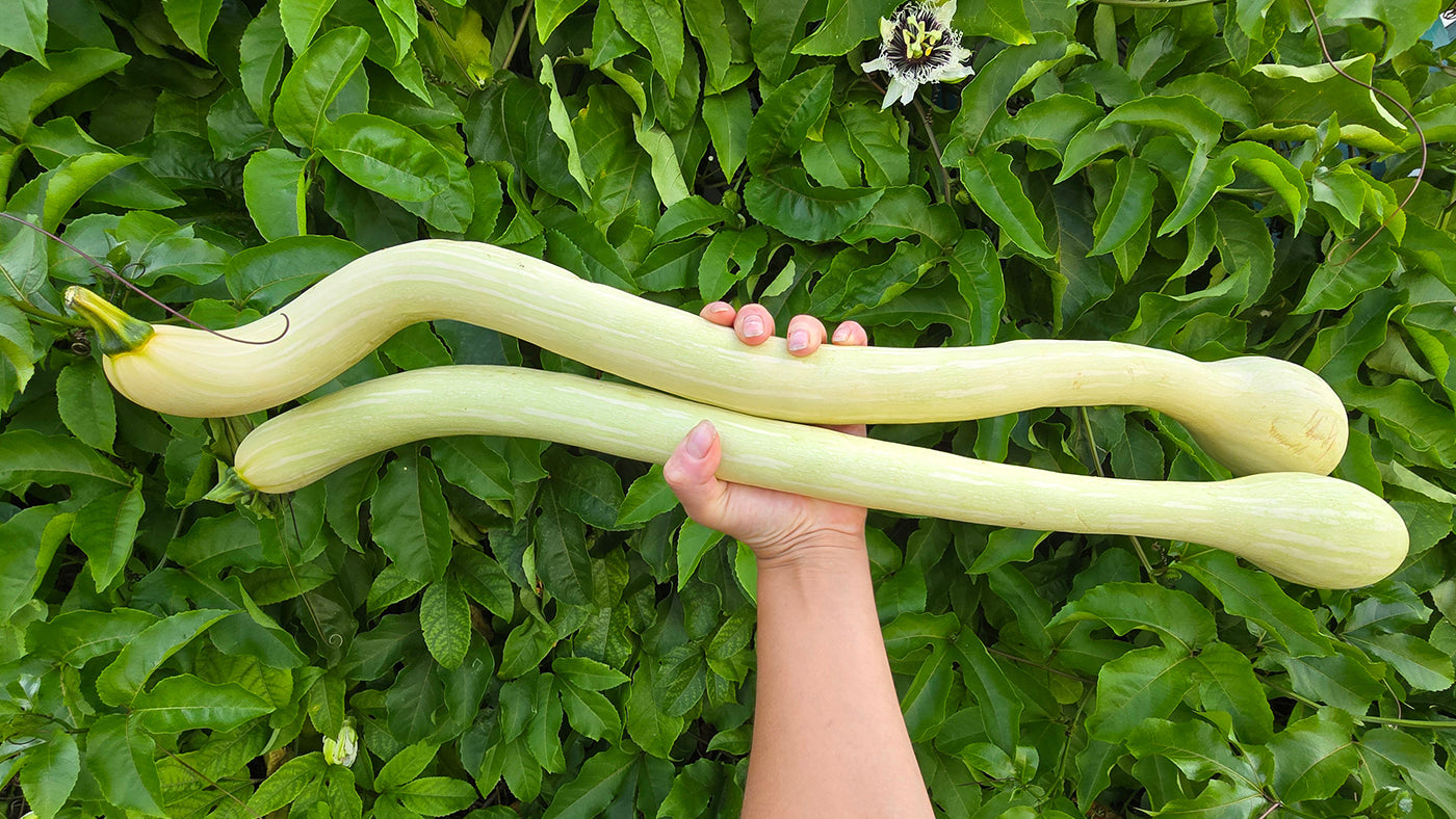 Everything You Need to Know About Growing Tromboncino Rampicante ...