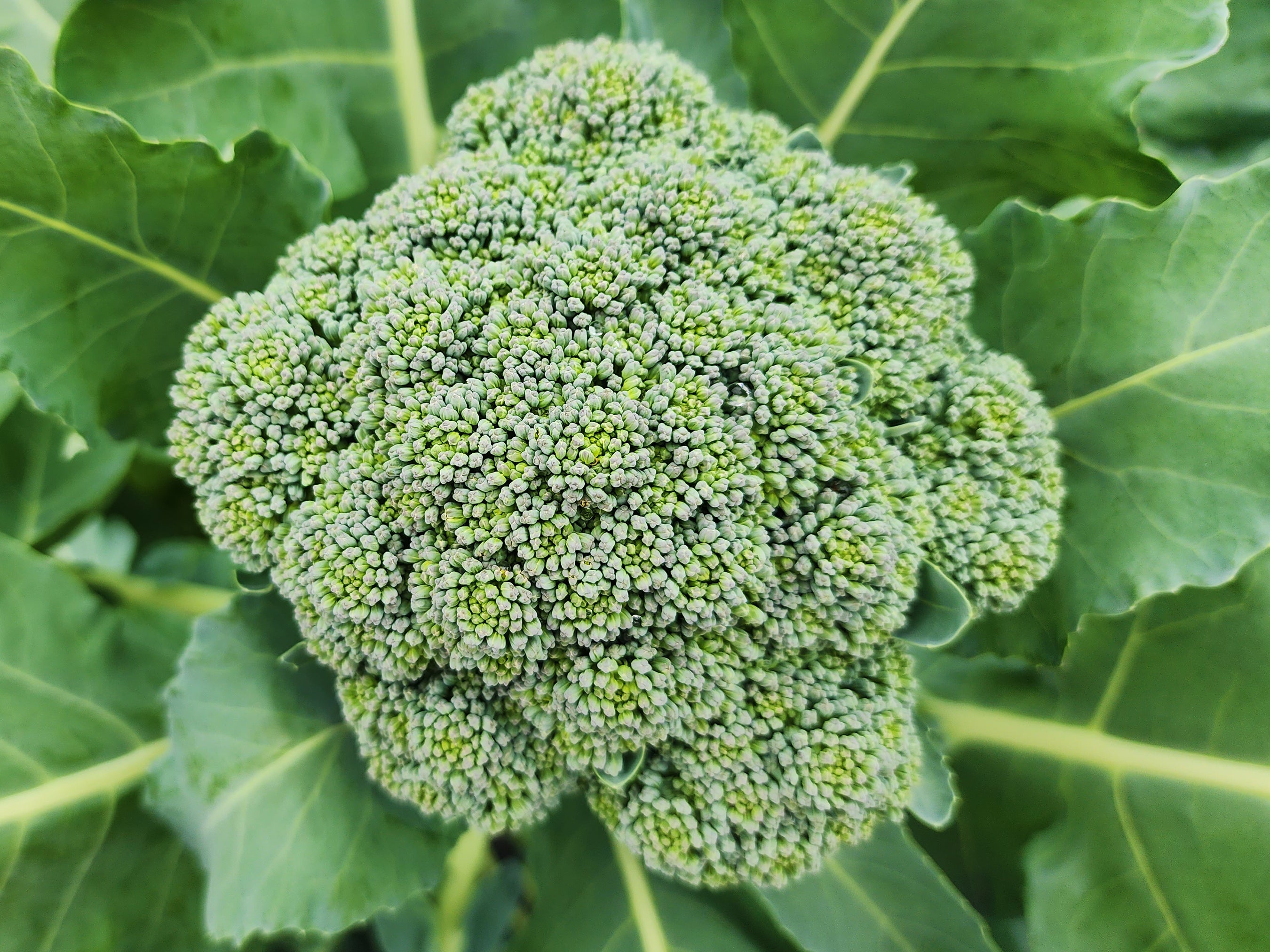 Broccoli Seeds – Jerra's Garden