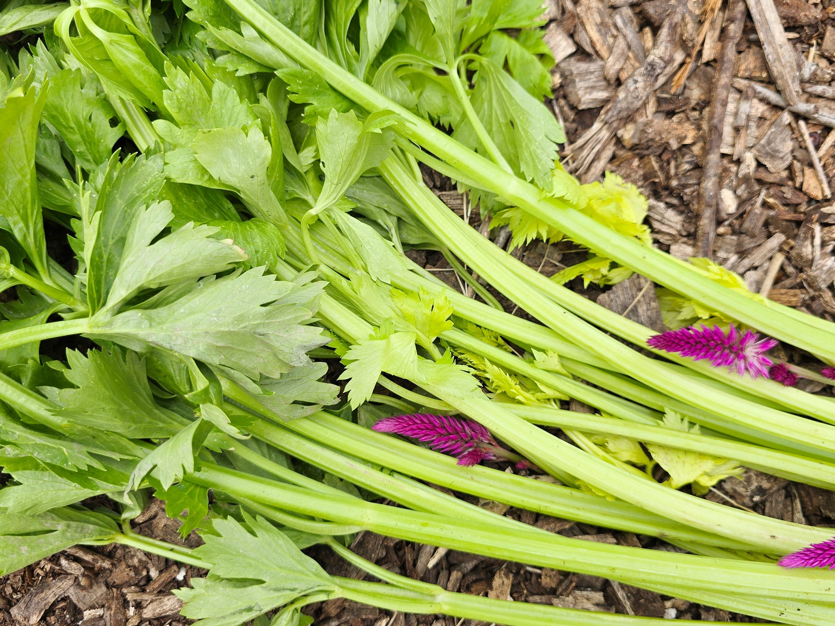 Celery & Celtuce Seeds – Jerra's Garden