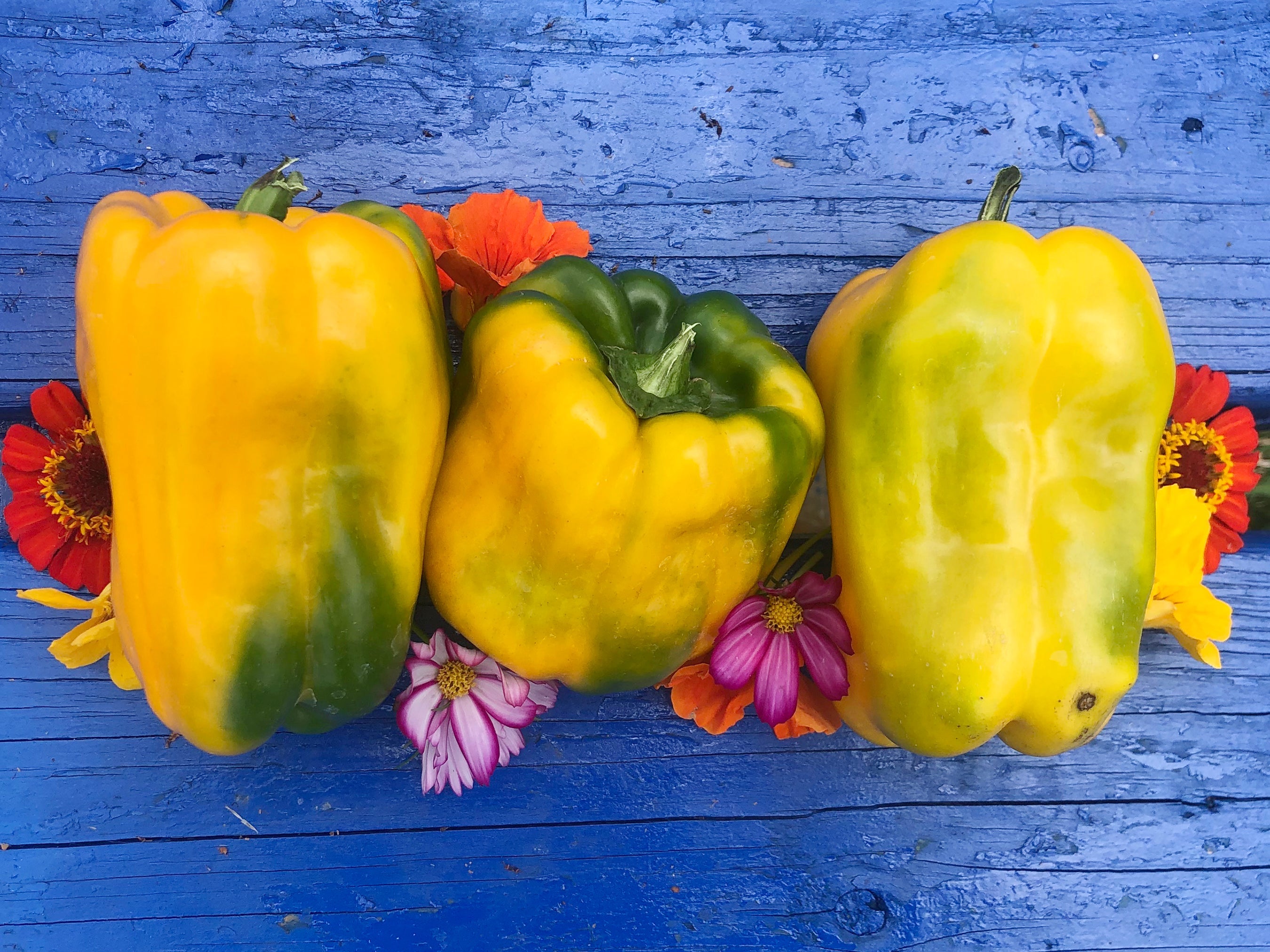 Pepper Seeds – Page 2 – Jerra's Garden