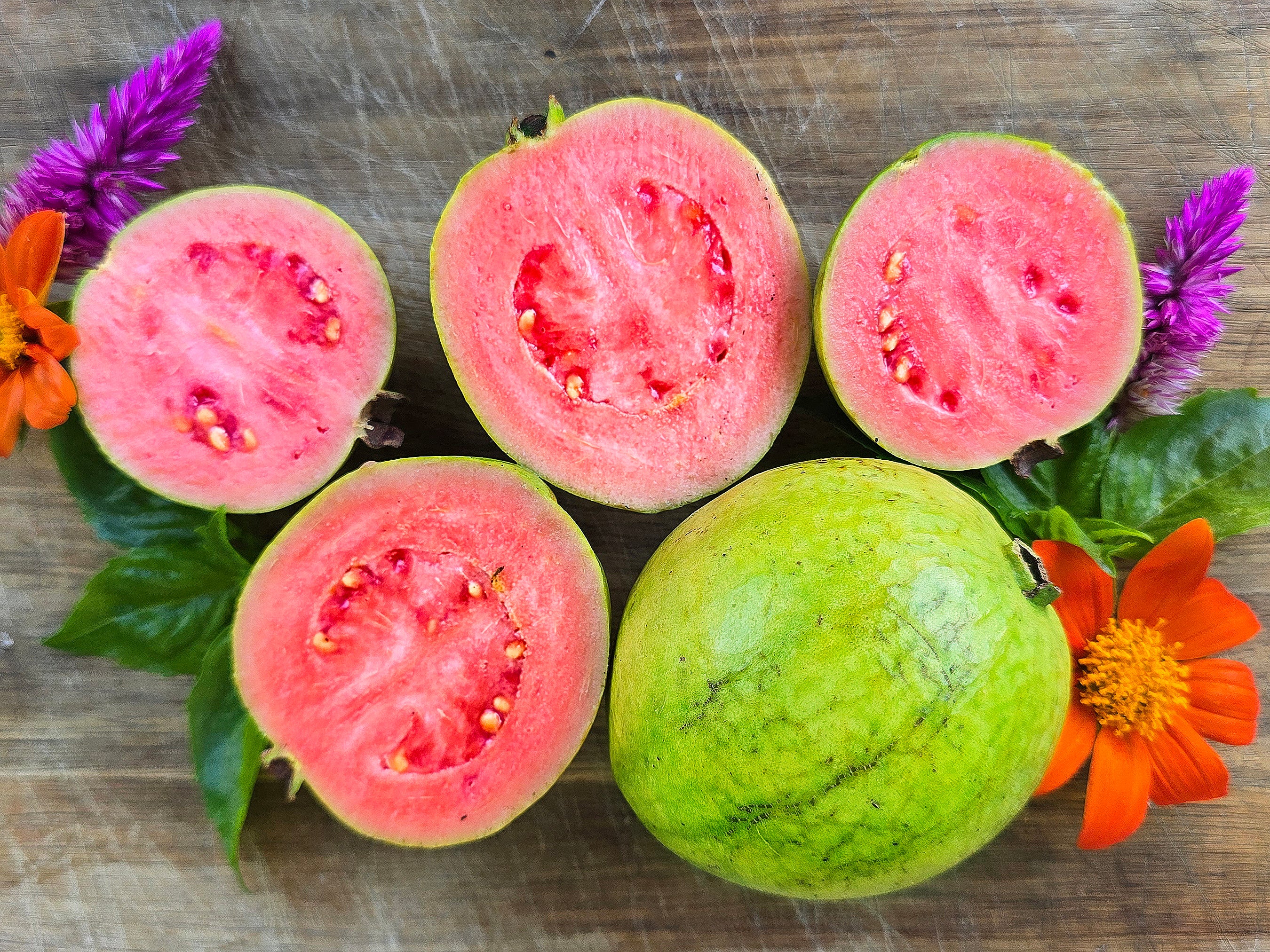 Barbie Pink Guava Tree – Live Self-Fertile Tropical Fruit – Jerra's Garden