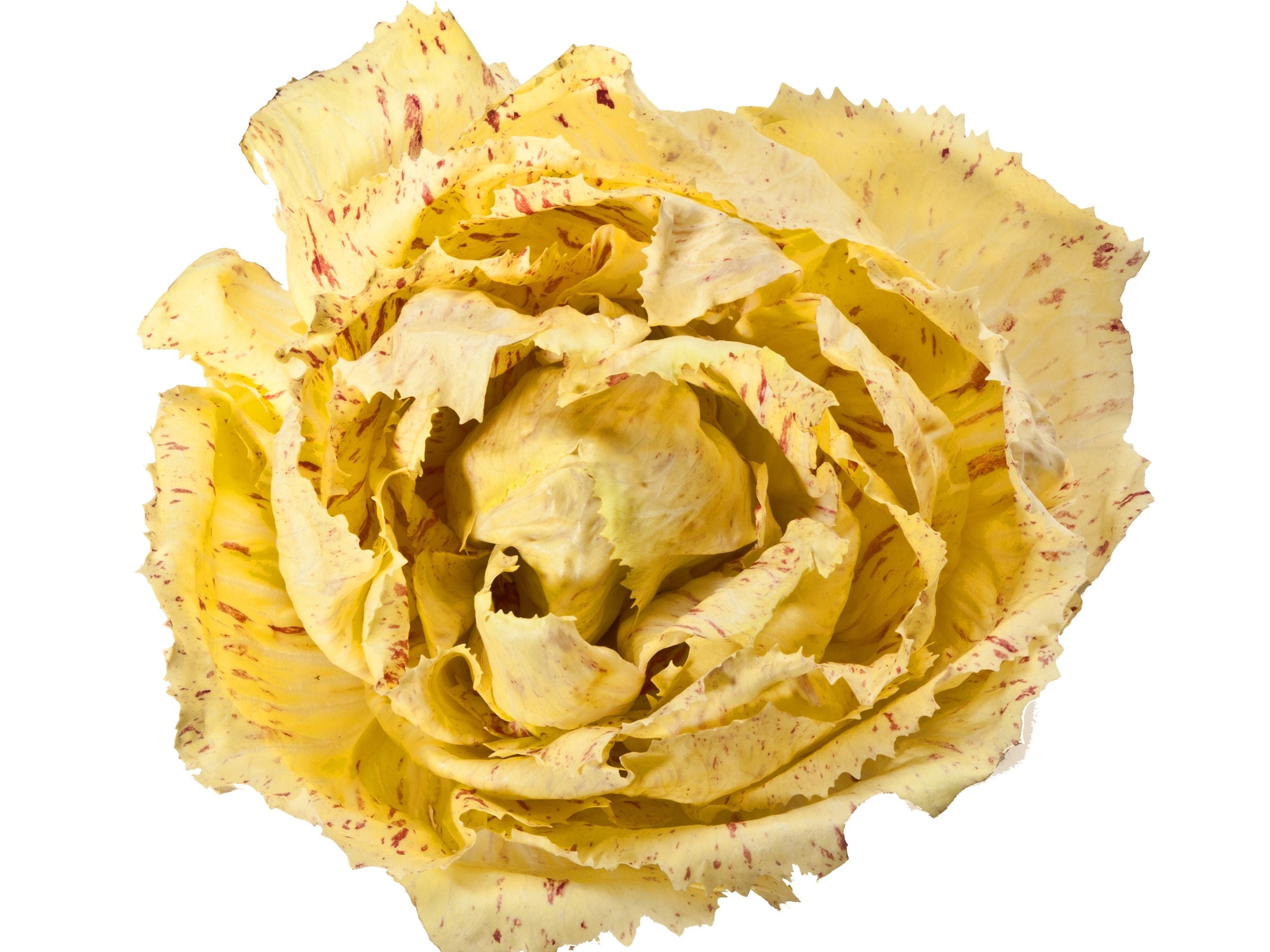 Castelfranco Endive – Heirloom Greens for Salads & Cooking – Jerra's Garden