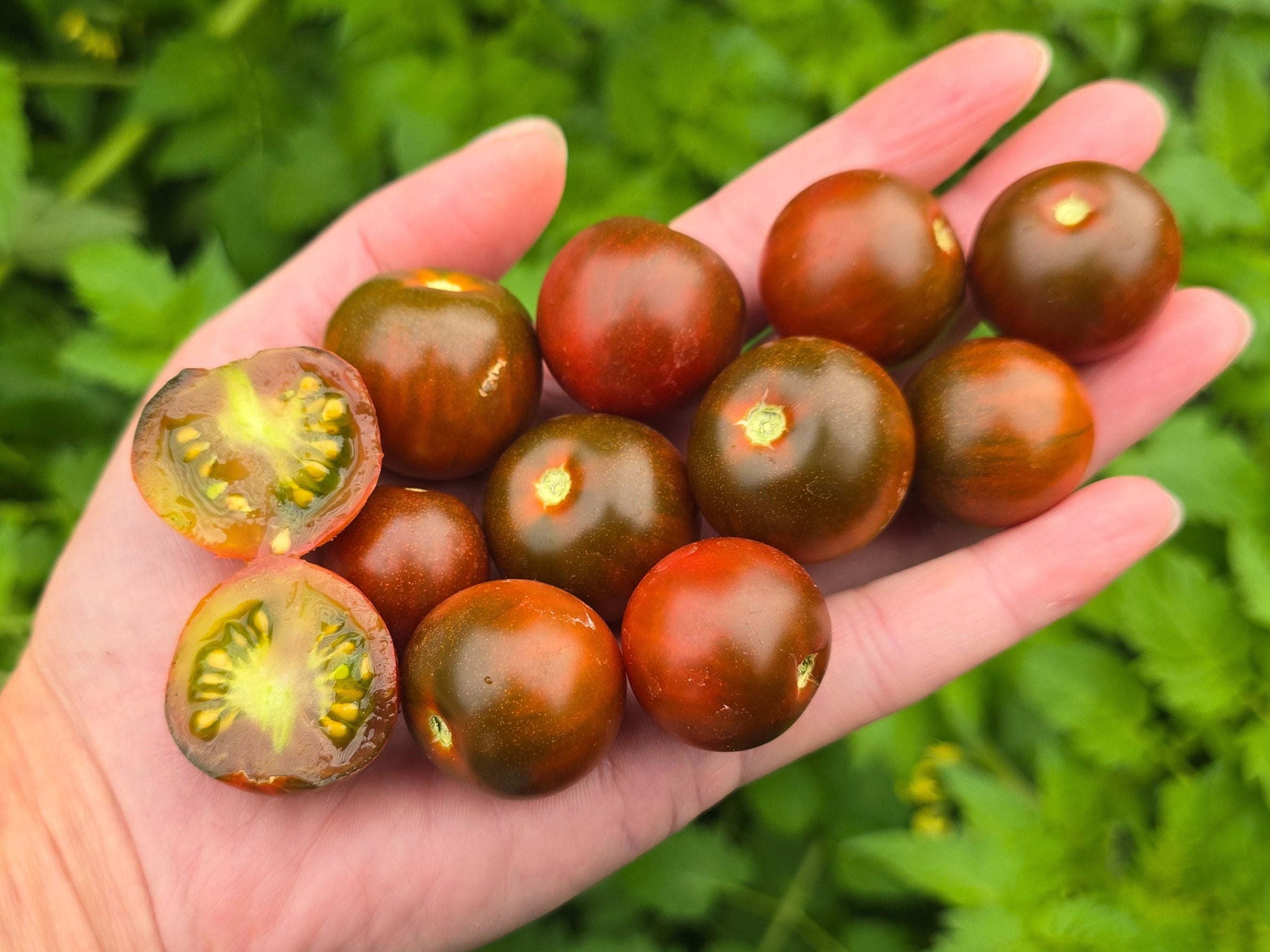 Dark Dwarf Multiflora Micro Dwarf Tomato Seeds – Jerra's Garden