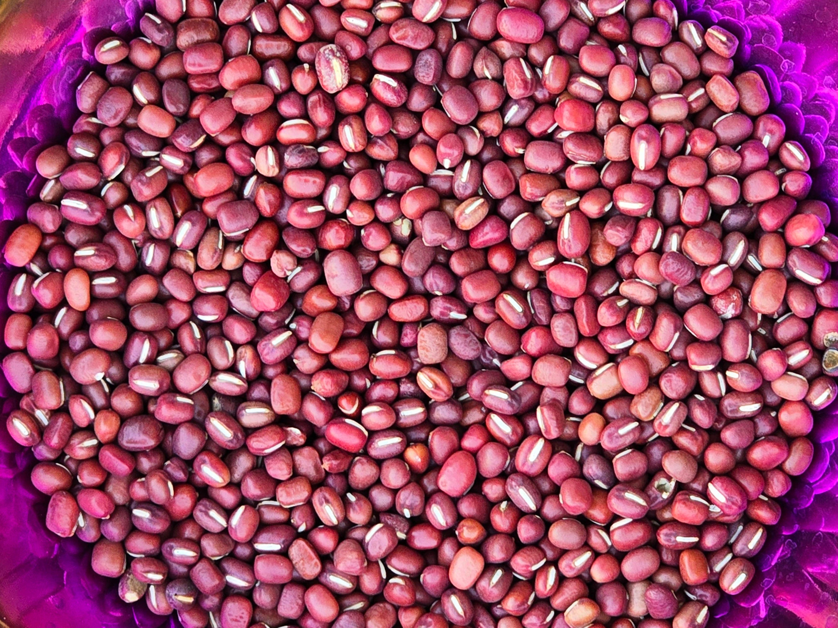 Doyou Azuki Bean Seeds – Japanese Heirloom for Sweet Paste – Jerra's Garden
