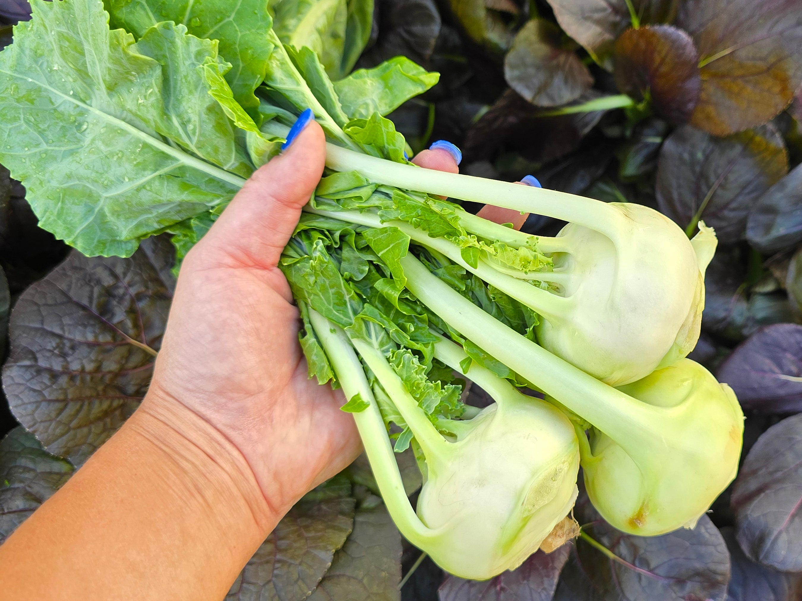 Early White Vienna Kohlrabi – Crisp, Fast-Maturing Bulbs – Jerra's Garden
