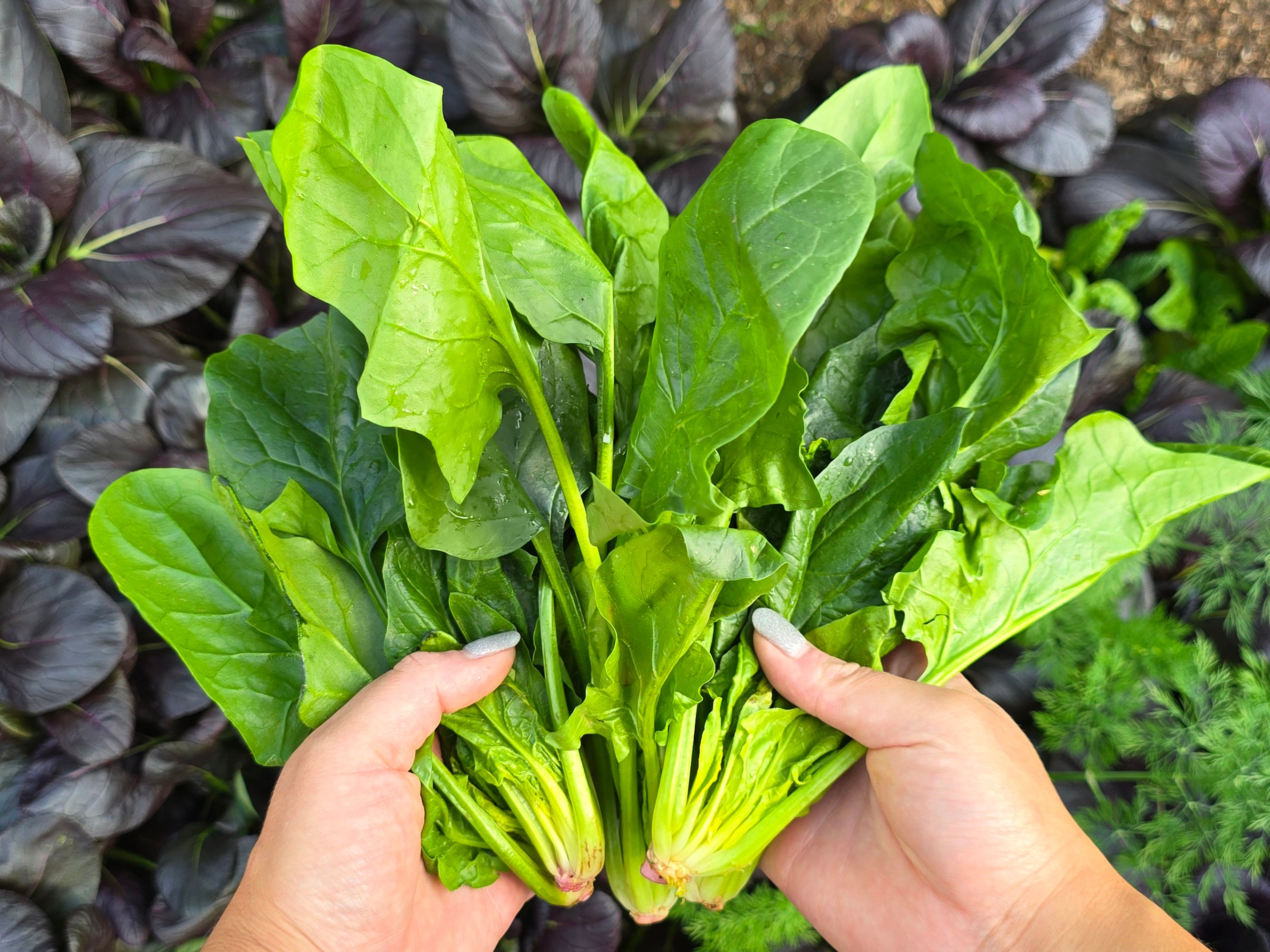 Green Arrow Chinese Spinach Seeds – Heat-Resistant Greens – Jerra's Garden