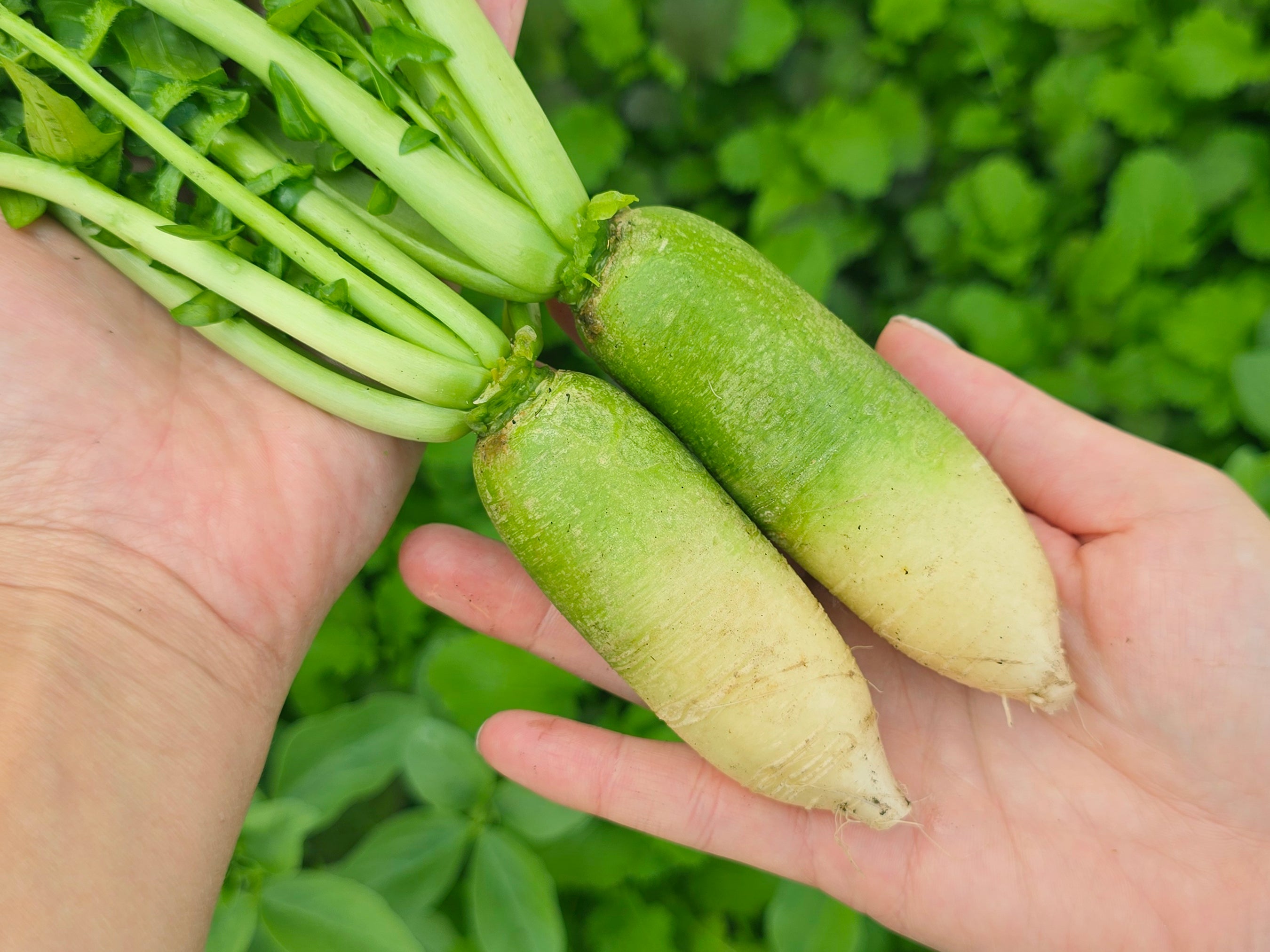 Half Long Green Radish Seeds – Fast-Growing Mini Daikon – Jerra's Garden