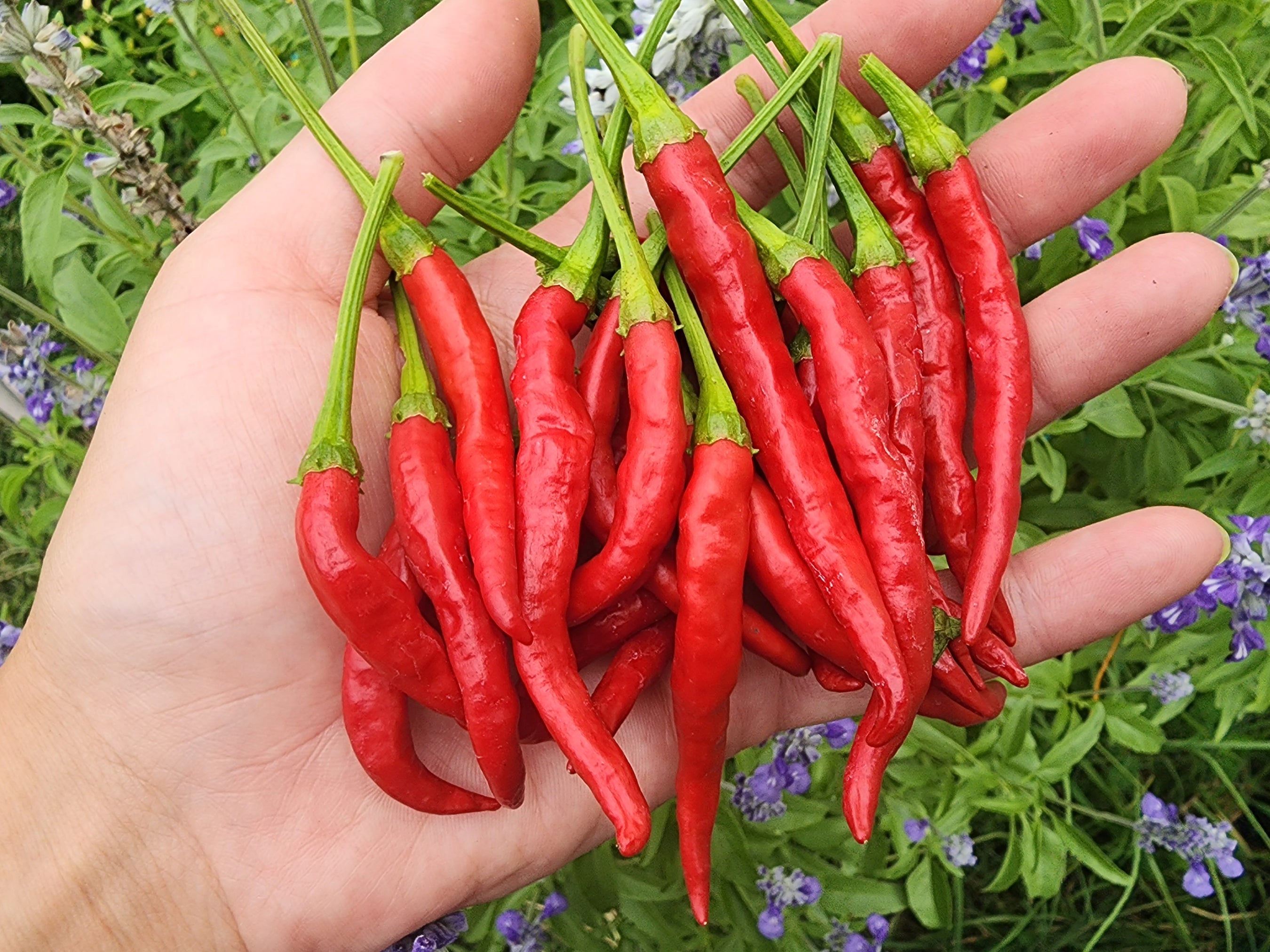 Italian Cigarette Pepper – Spicy Heirloom Variety – Jerra's Garden