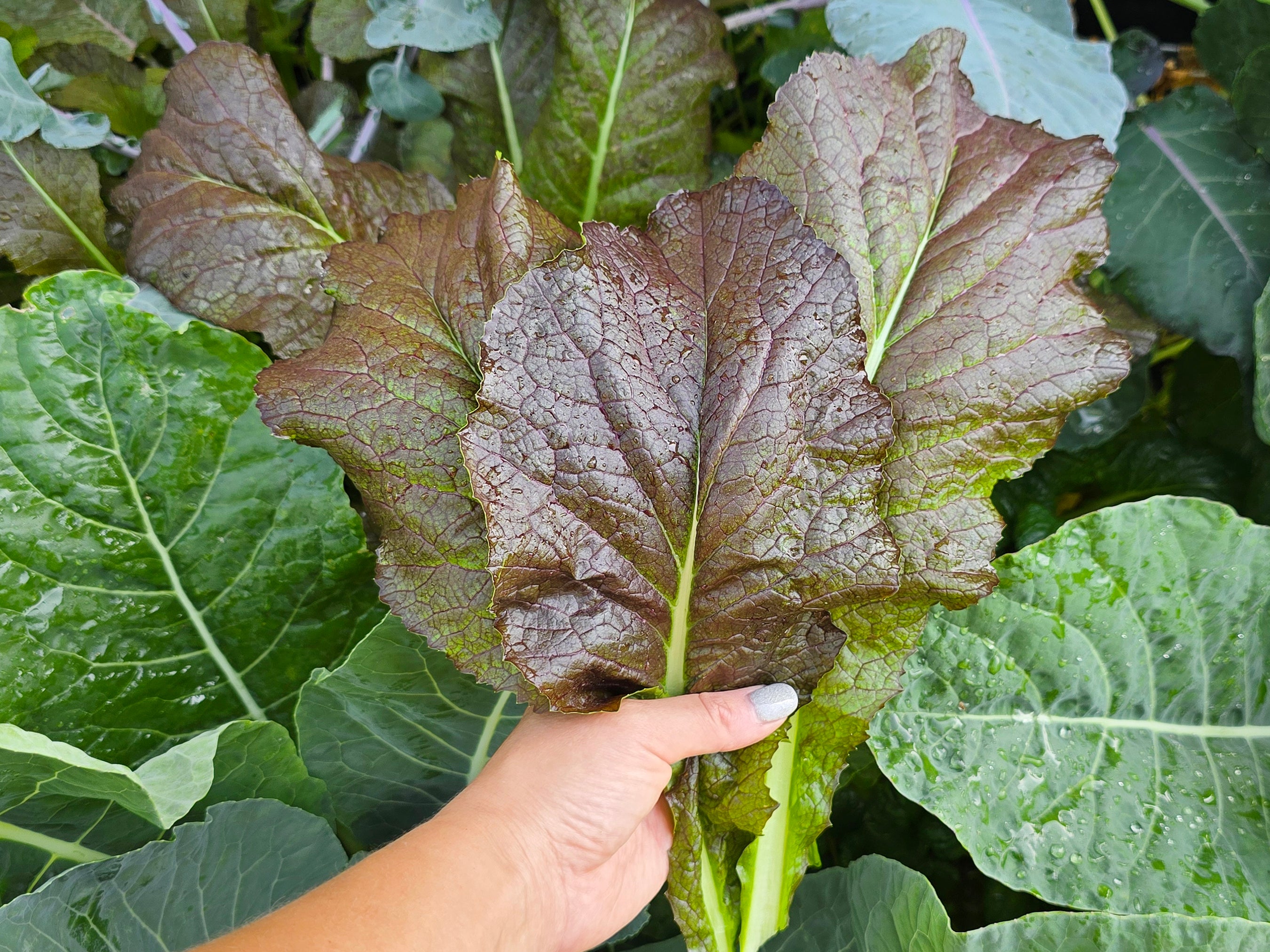 Japanese Giant Red Mustard Seeds – Bold, Spicy Greens – Jerra's Garden