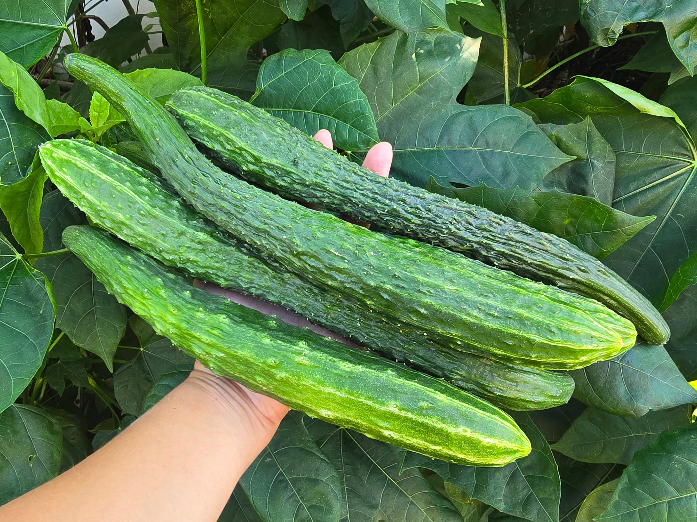 Japanese Long Cucumber Seeds – Slender, Crisp & Productive – Jerra's Garden