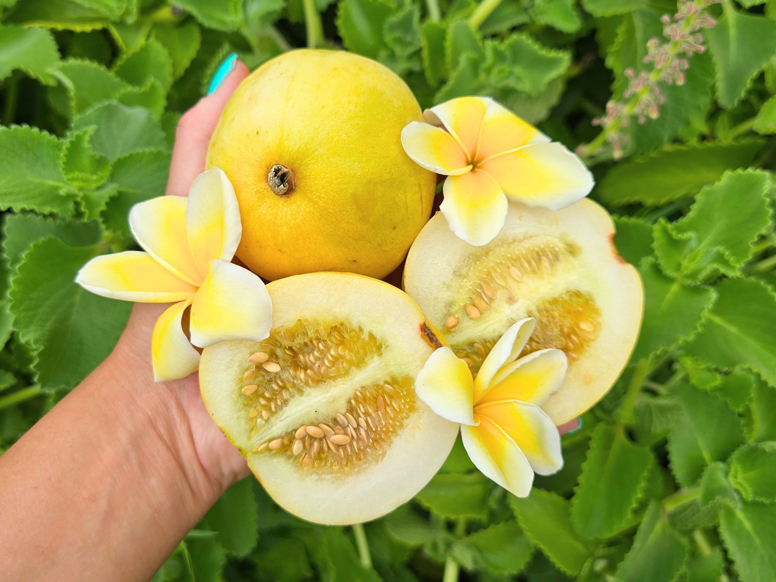 Japanese New Melon Seeds – Small Sweet Honeydew-Style Melon – Jerra's ...