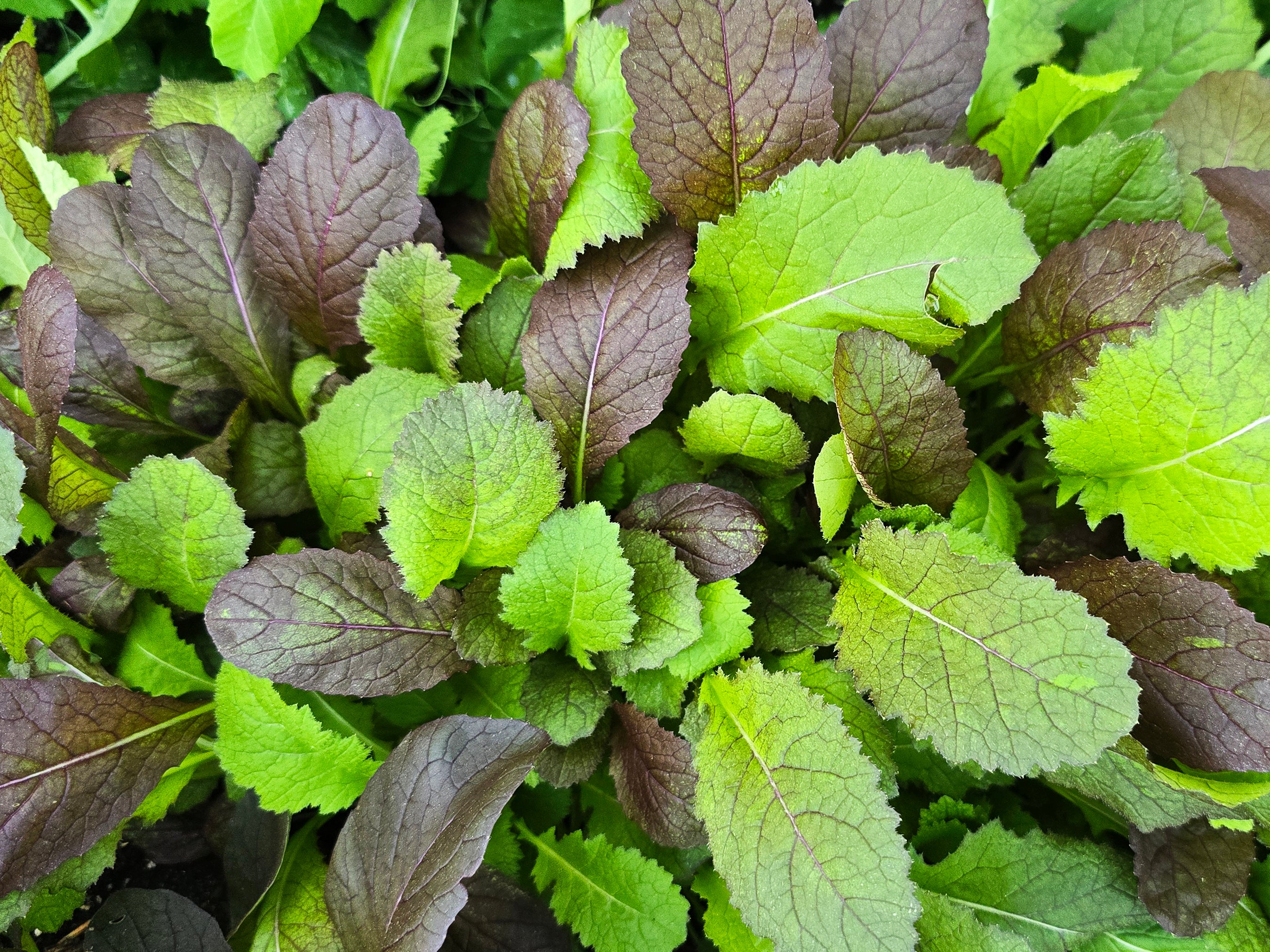 Jeok Gat Mustard Seeds – Spicy Korean Heirloom Greens – Jerra's Garden