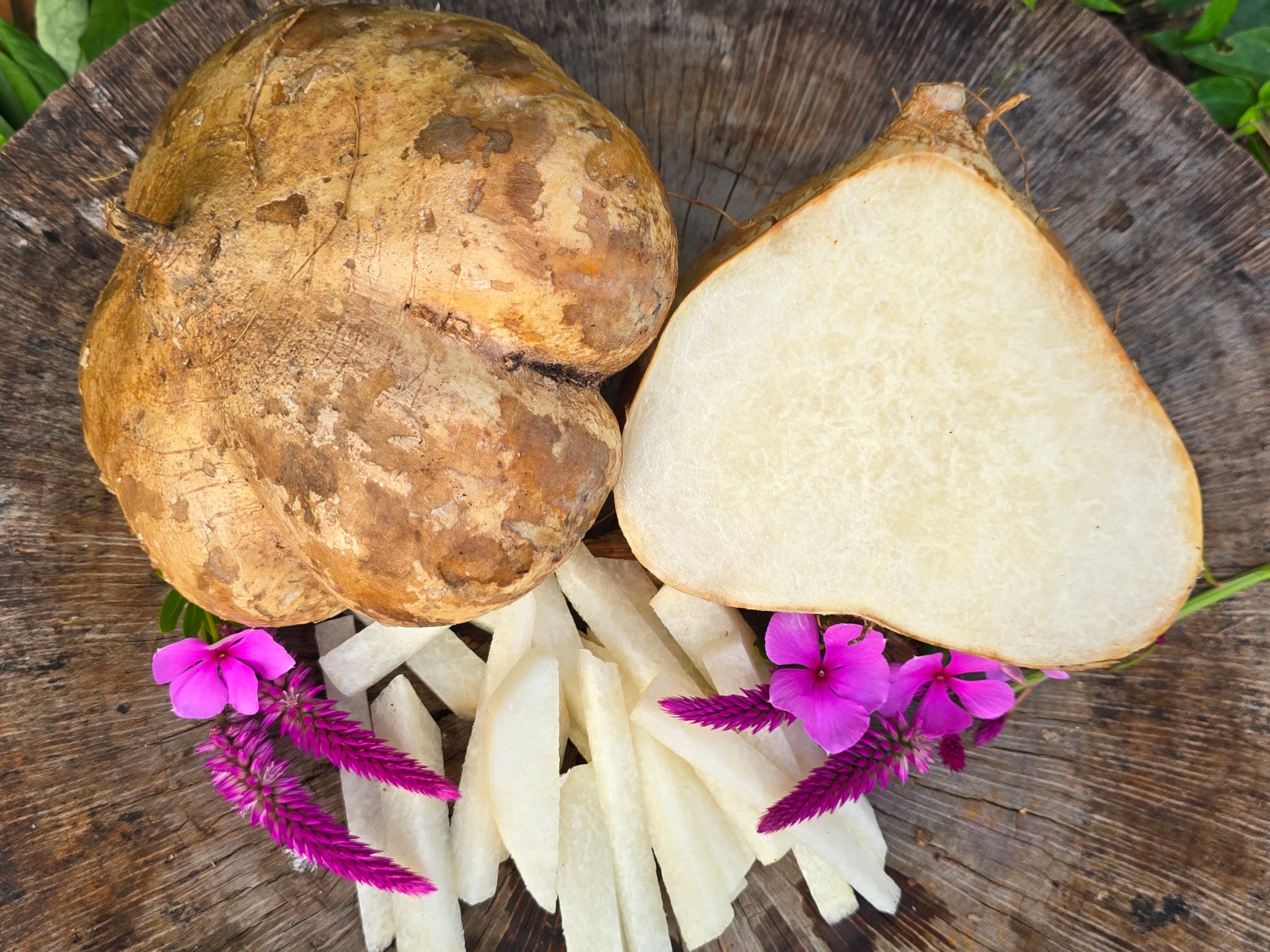 Thai Jicama Root Seeds – Crisp & Sweet Heirloom Variety – Jerra's Garden