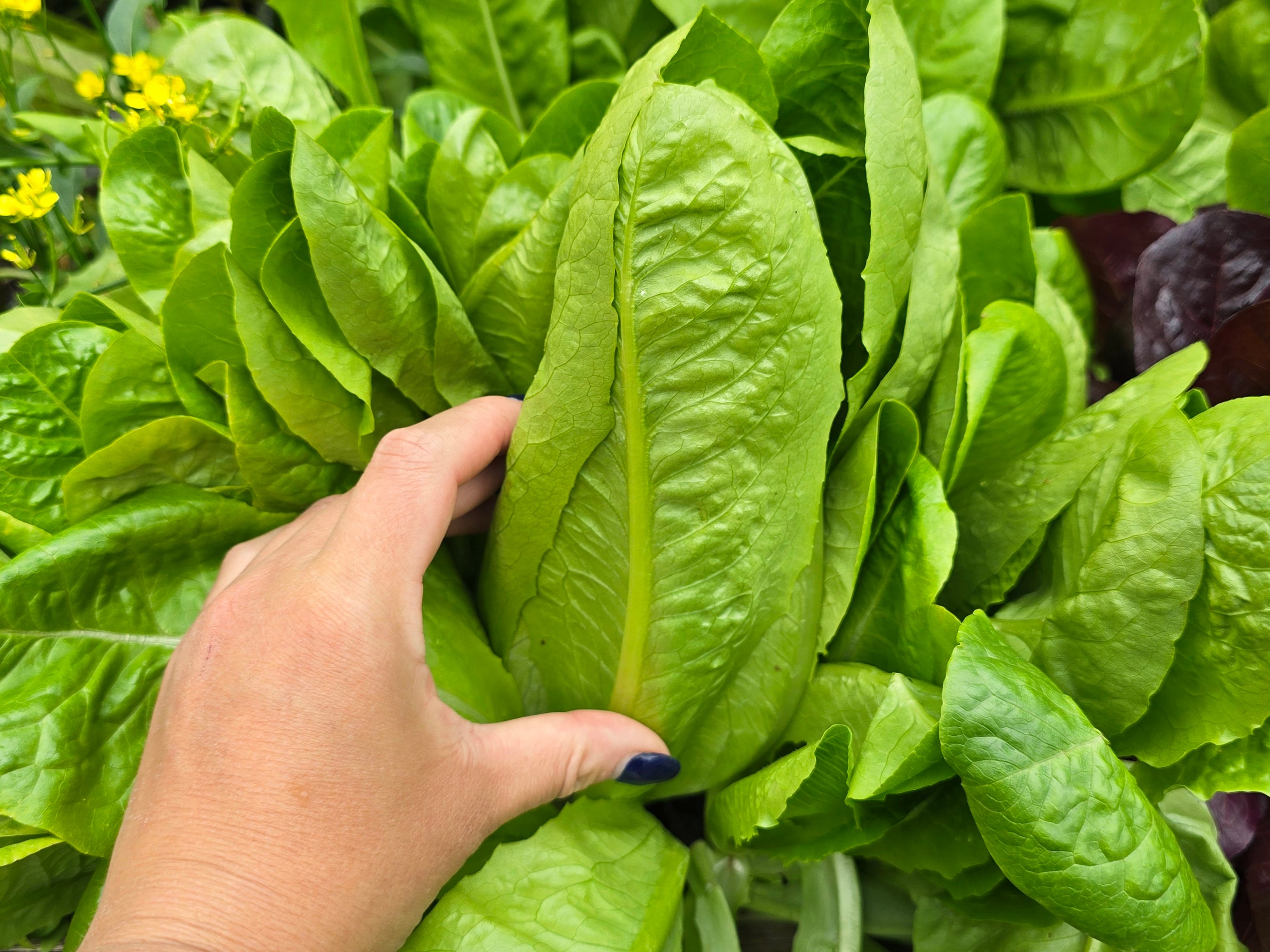 Little Caesar Romaine Seeds – Mini Crisphead Lettuce – Jerra's Garden
