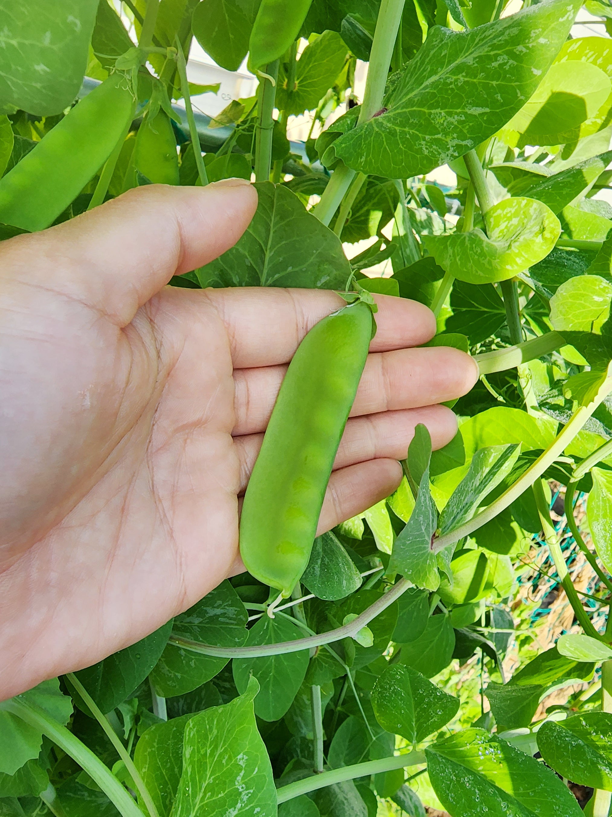 Pea Seeds – Jerra's Garden