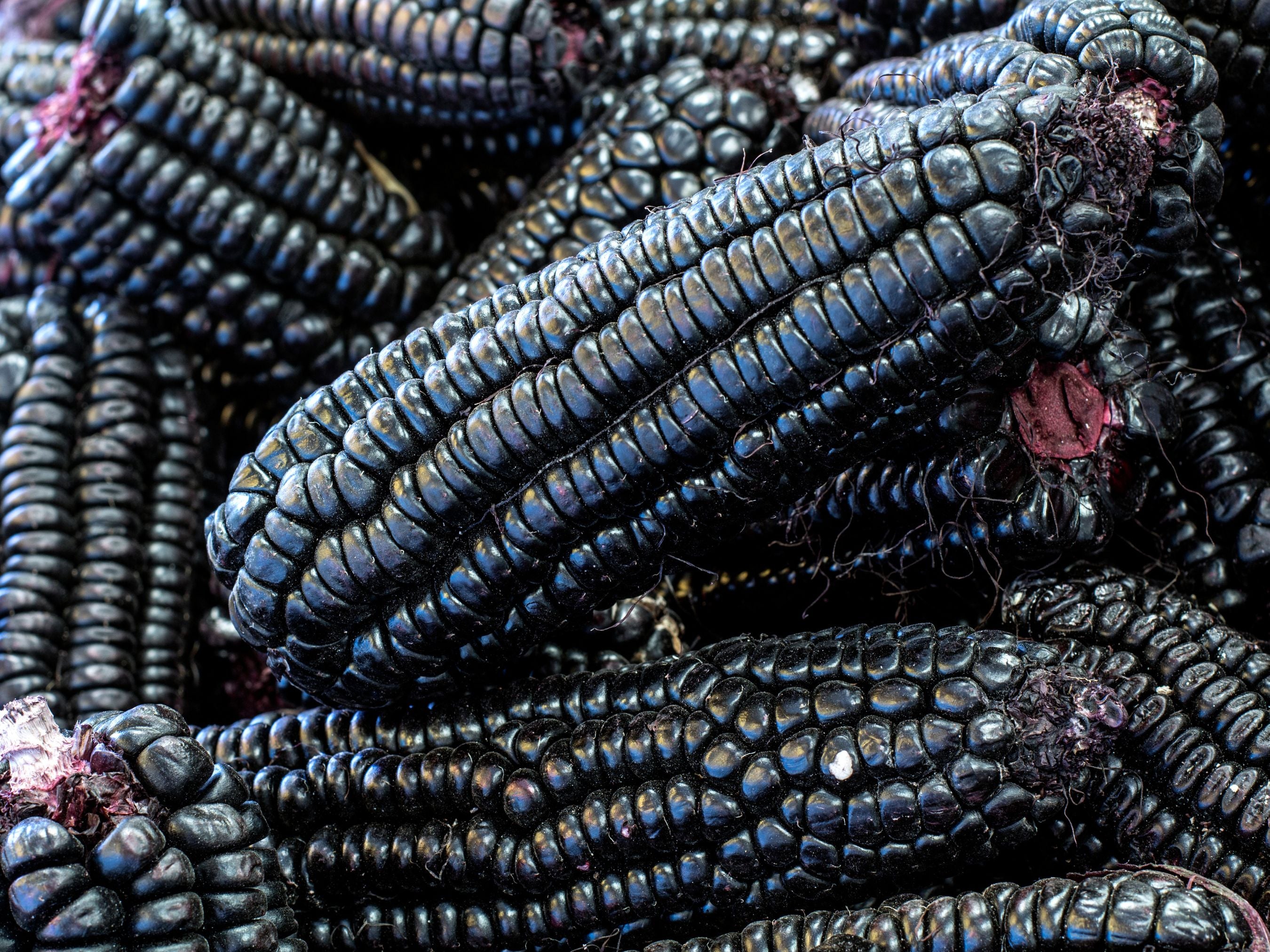 Montana Morado Corn – Rare Purple Maize for Masa – Jerra's Garden