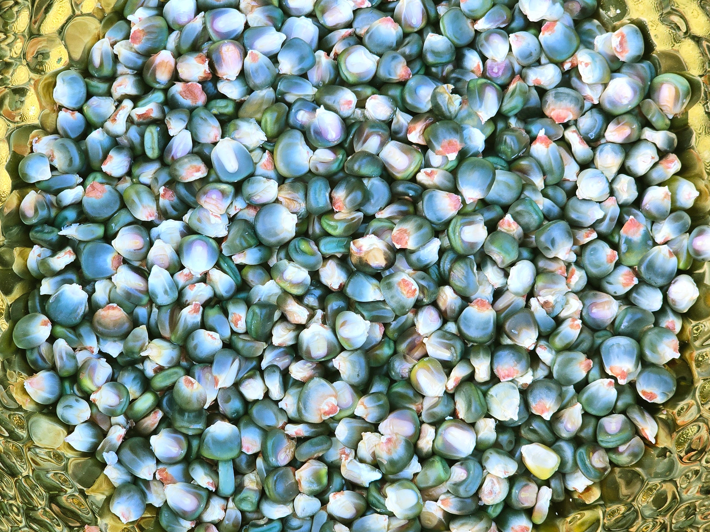 Oaxacan Green Dent Corn – Rare Heirloom for Flour – Jerra's Garden