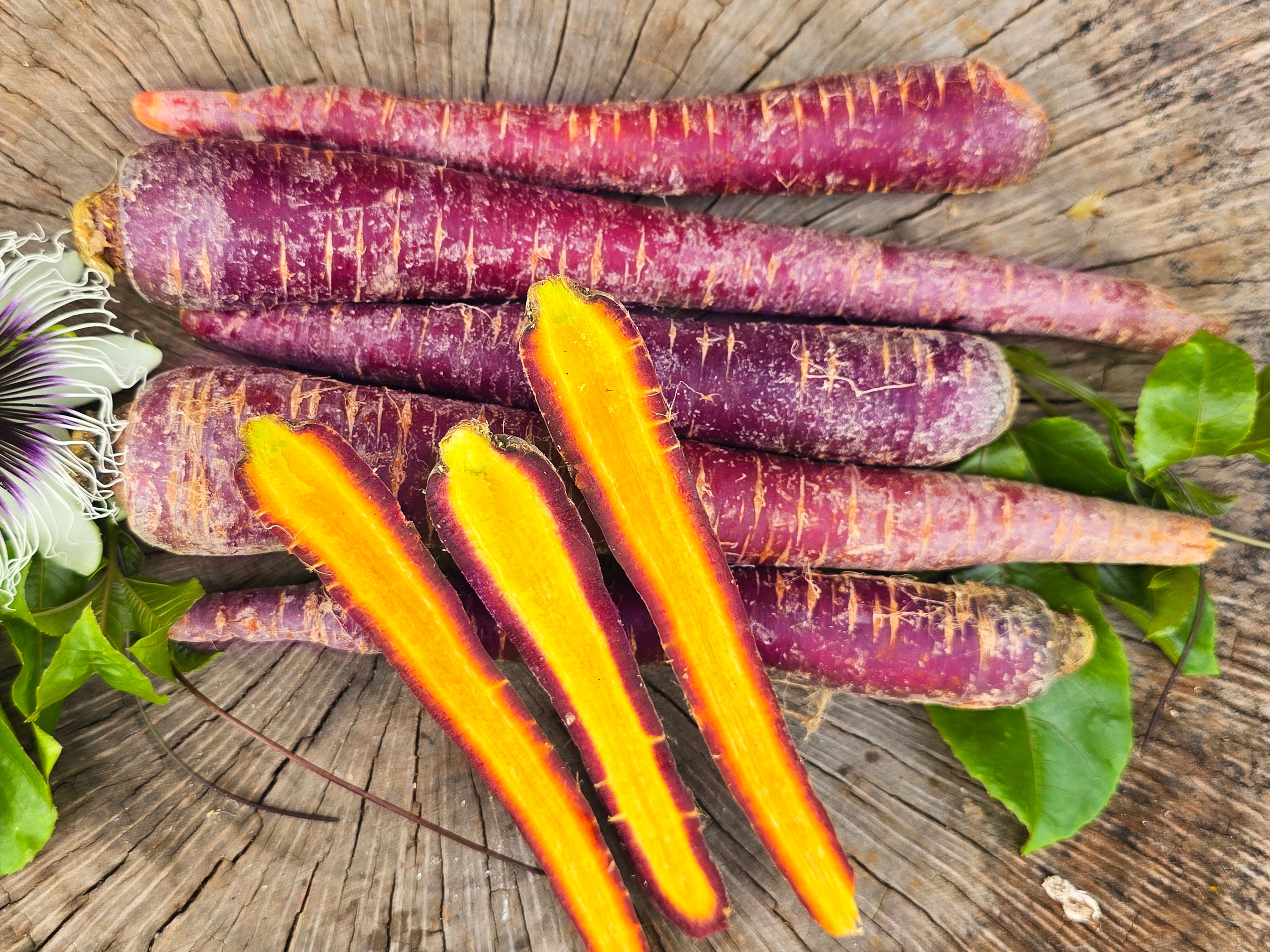 Purple Haze Hybrid Carrot Seeds – Bold Bi-color Roots – Jerra's Garden