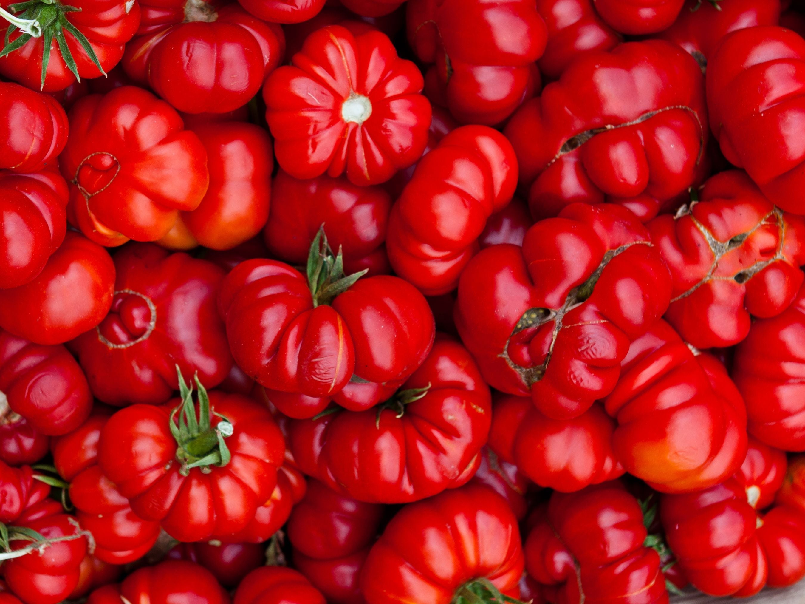 Rosso Sicilian Heirloom Tomato Seeds – Italian Ribbed Tomato – Jerra's ...