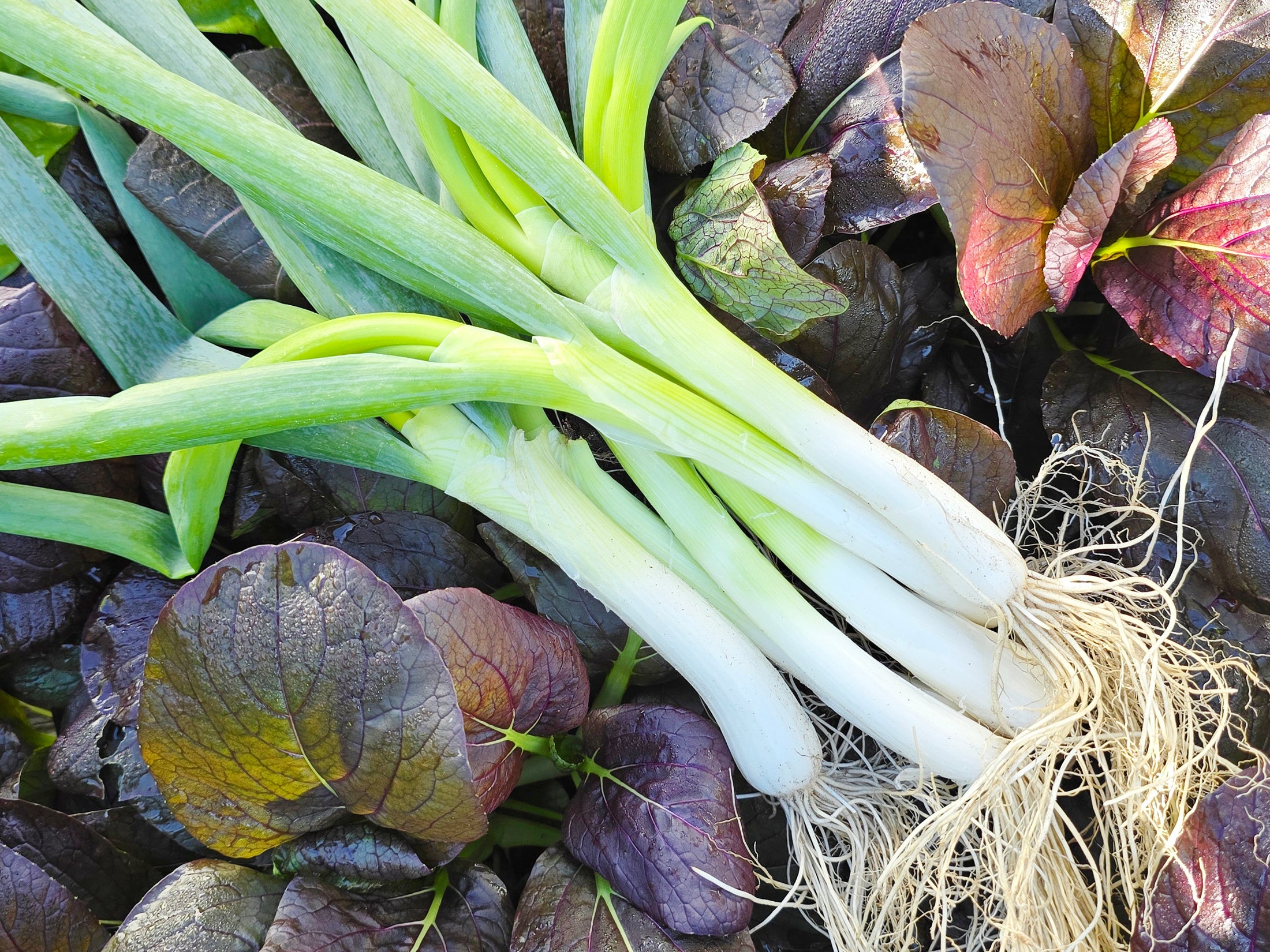 Shimonita Negi Onion Seeds – Sweet Japanese Bunching Onions – Jerra's ...