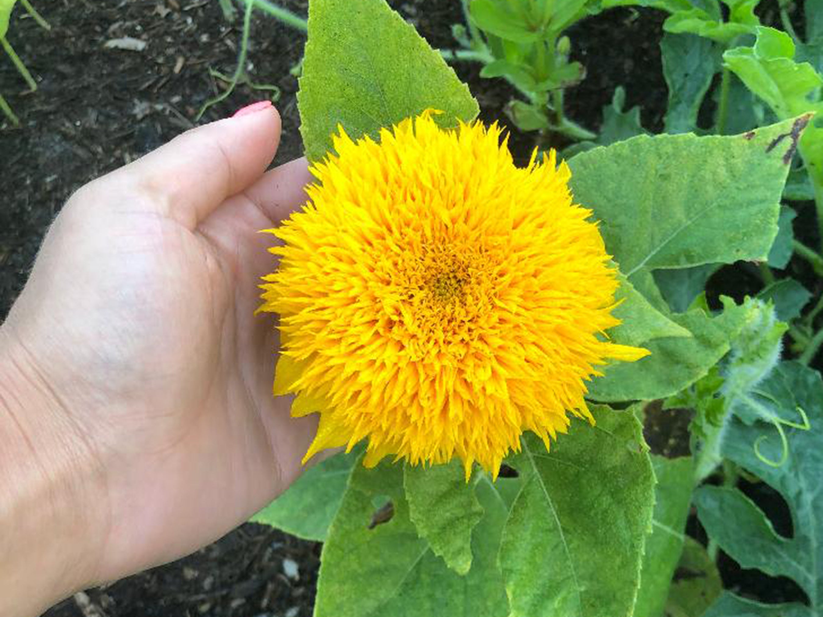 Sungold Dwarf Sunflower Seeds – Fluffy Teddy Bear Blooms – Jerra's Garden