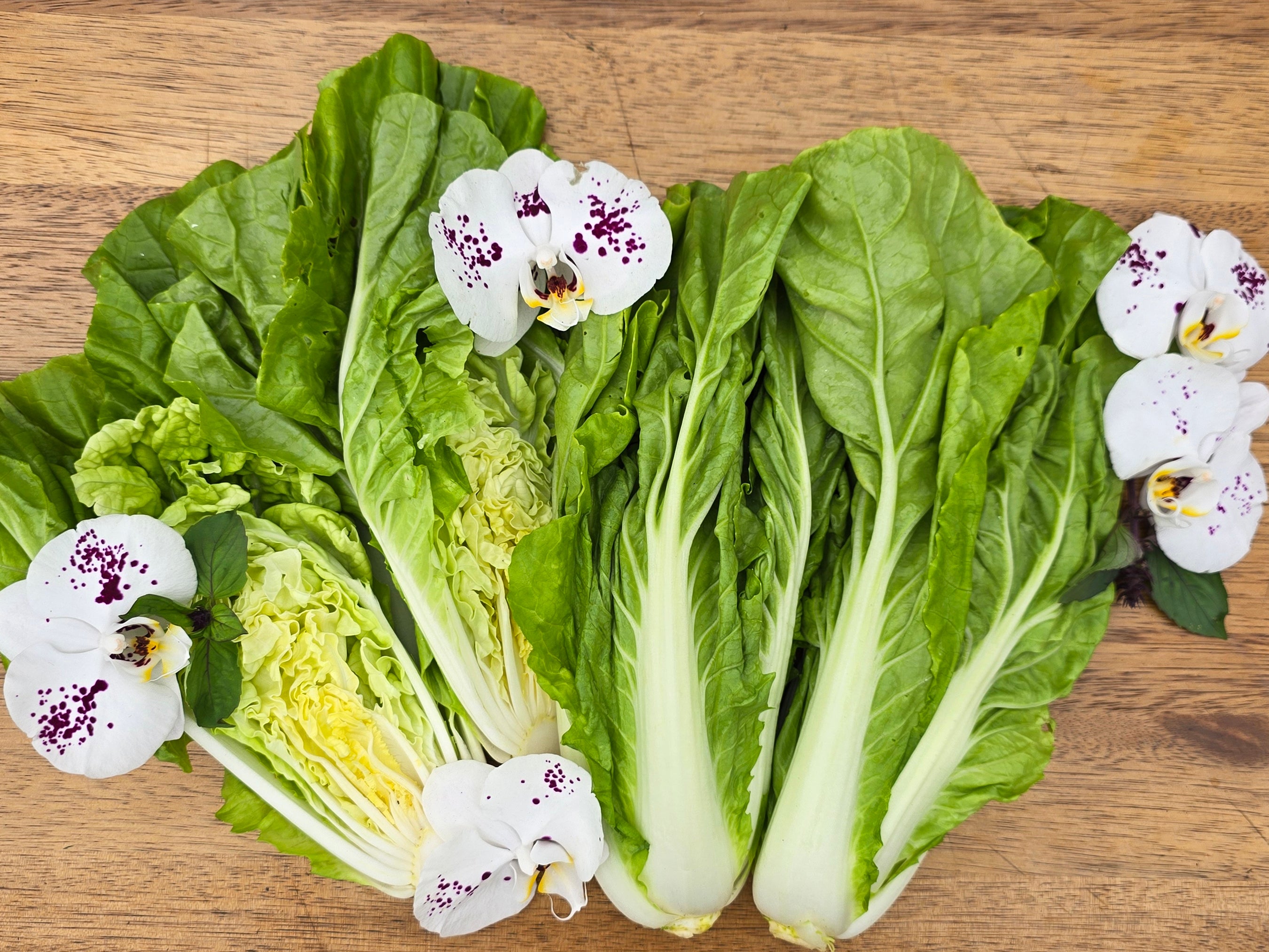 Taiwan Pac Choi Seeds – Heirloom Bok Choy – Jerra's Garden