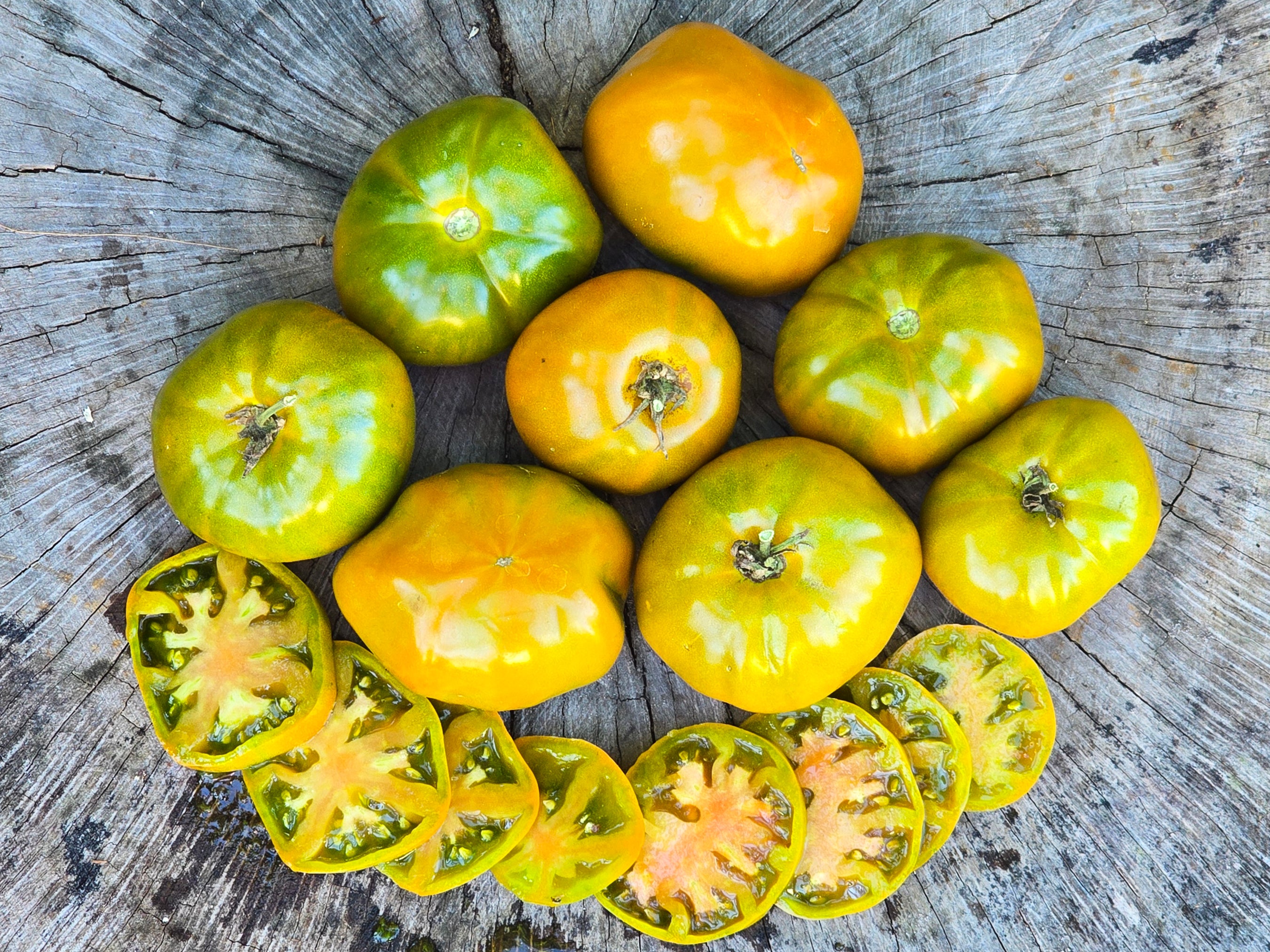 Thorburn's Terra Cotta Tomato – Unique Heirloom Flavor – Jerra's Garden
