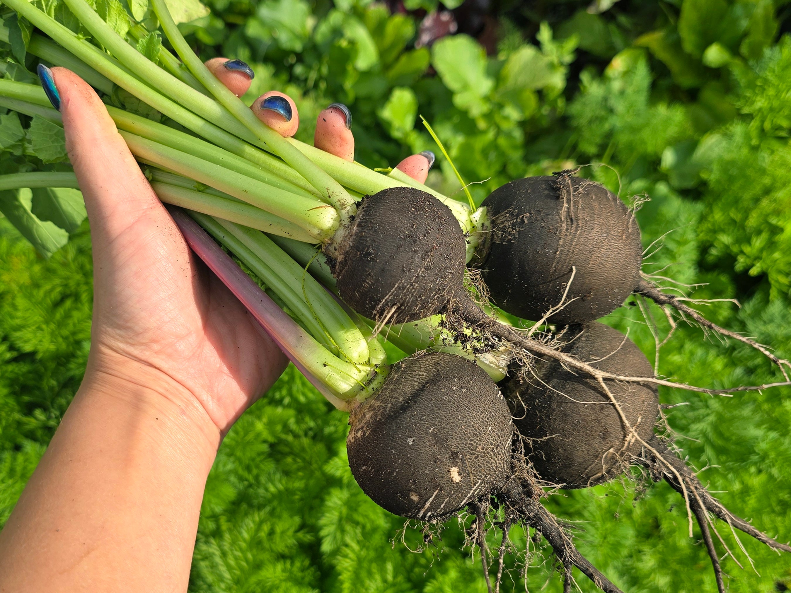 Black Spanish Round Radish Seeds | Heirloom Variety – Jerra's Garden