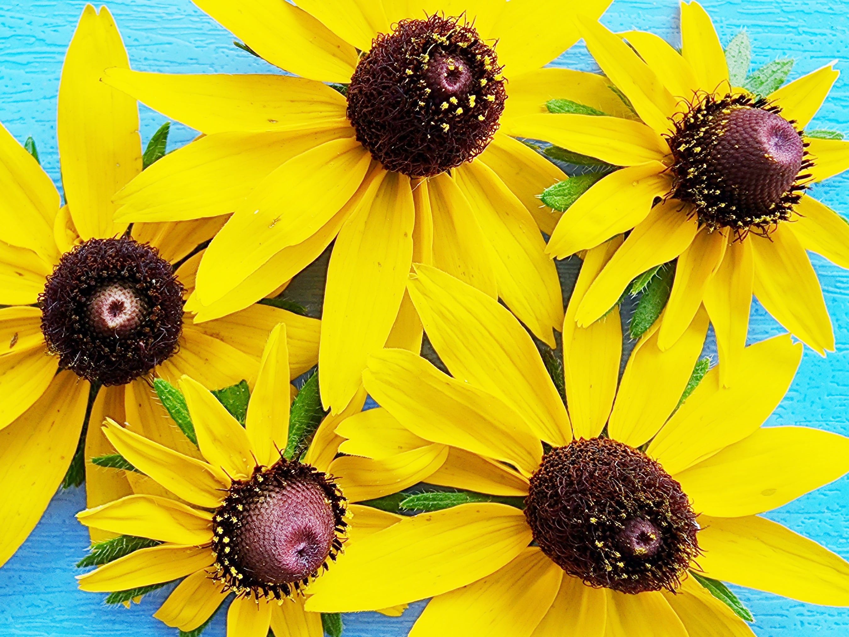 Black Eyed Susan – Rudbeckia Native Wildflower Seeds – Jerra's Garden