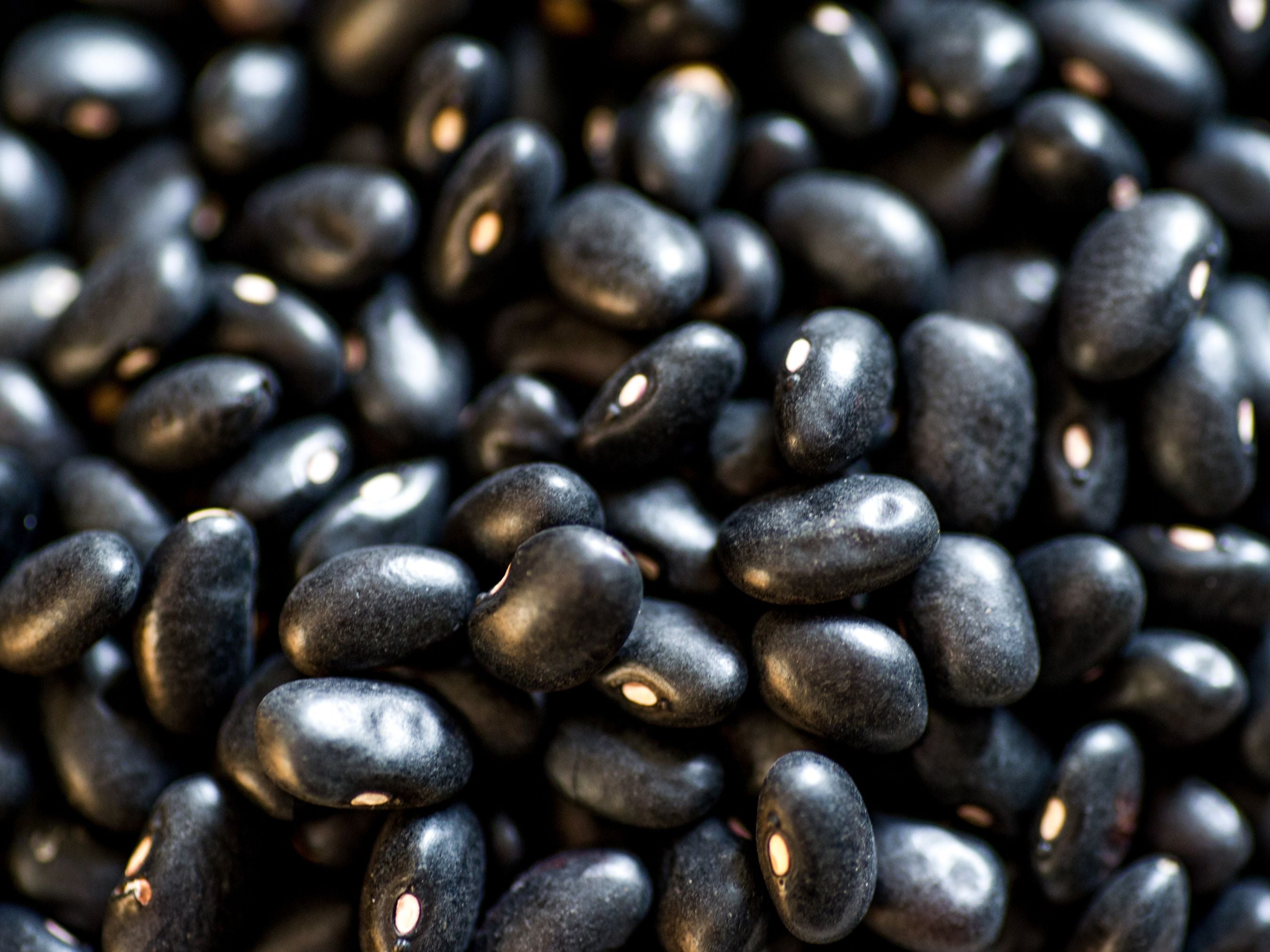 Black Turtle Bean Seeds – Heirloom Dry Beans – Jerra's Garden