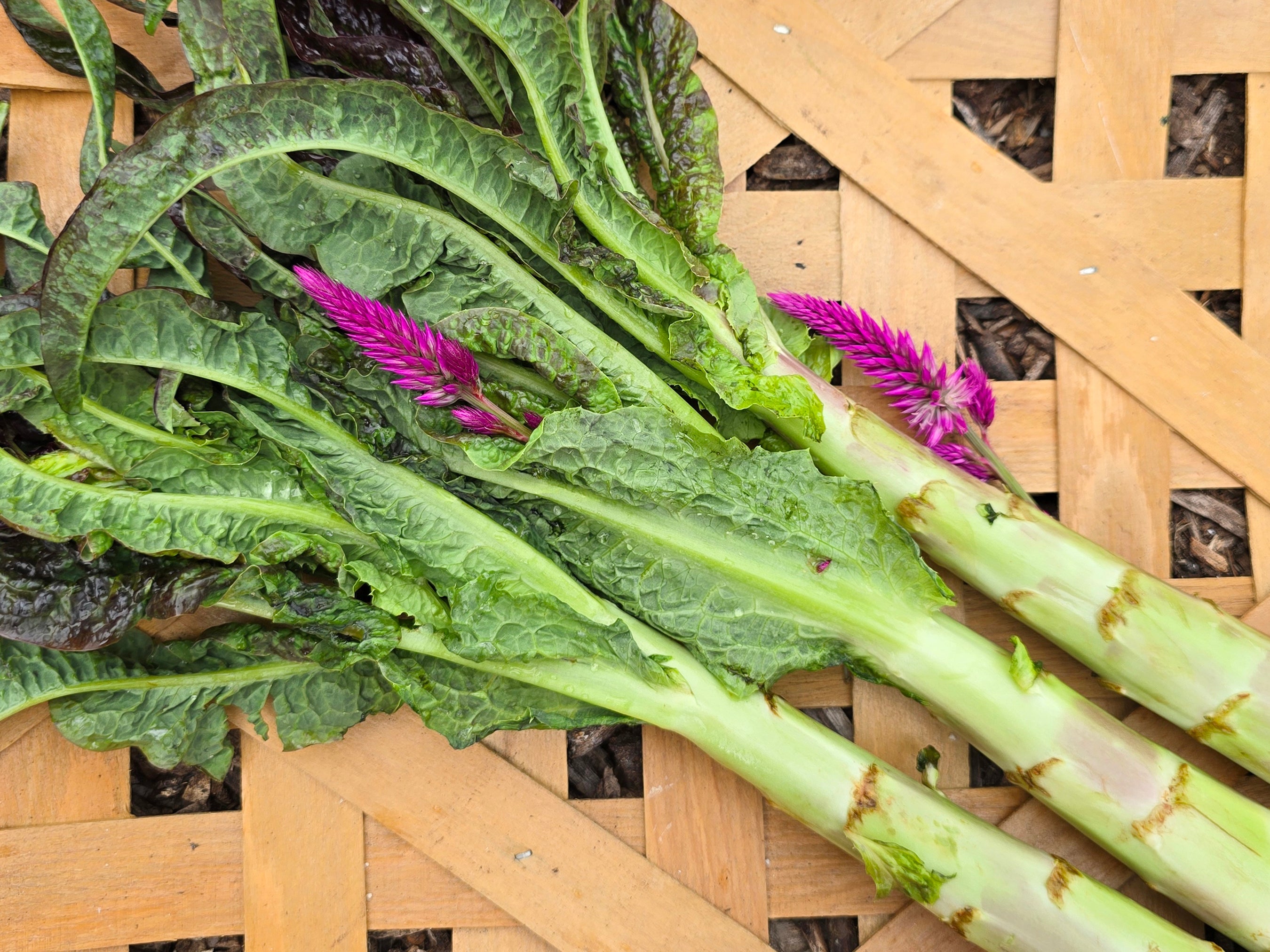 Purple Sword Celtuce Seeds – Chinese Stem Lettuce – Jerra's Garden