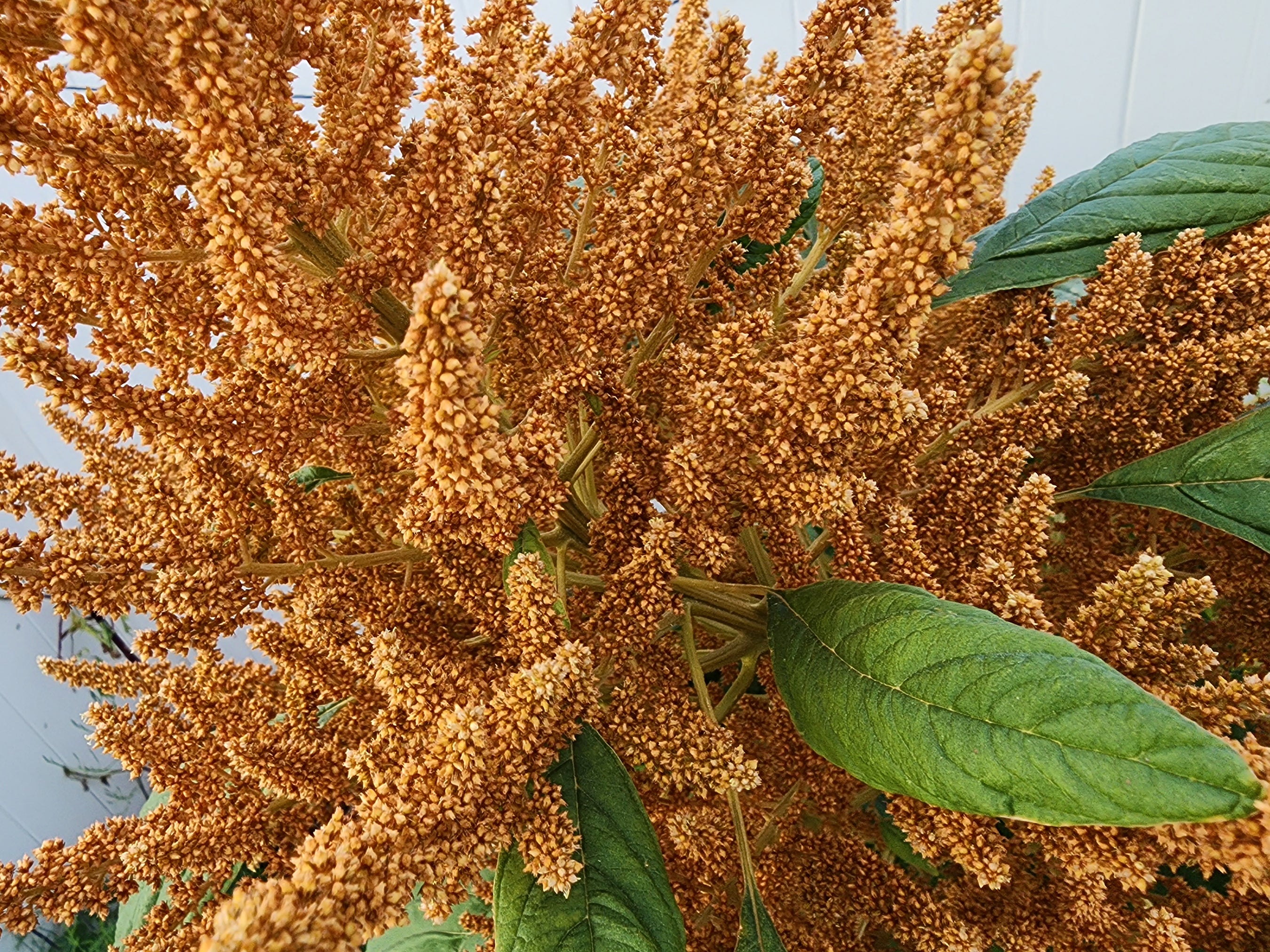 Copperhead Giant Amaranth – Tall Golden Grain & Flower – Jerra's Garden