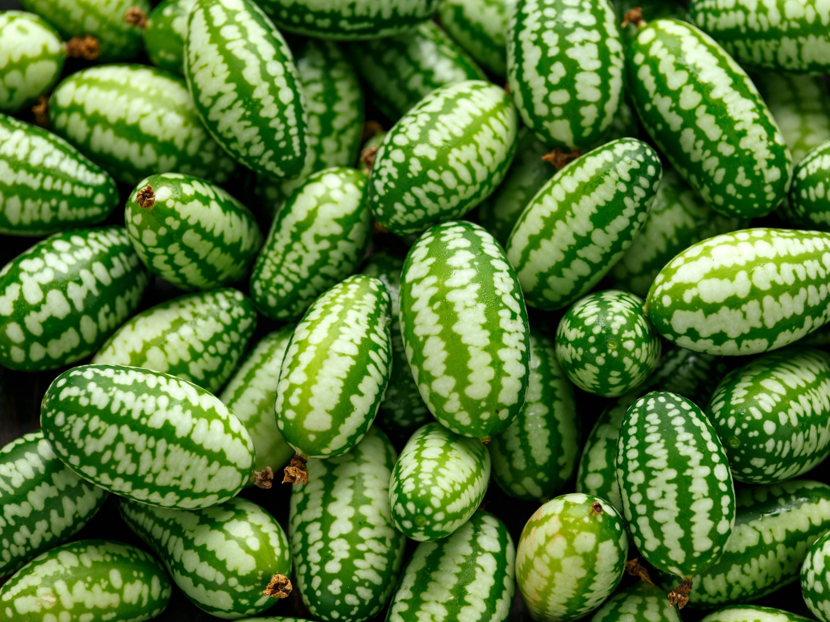 Cucamelon Seeds – Mouse Melon Perennial Mini Cucumber – Jerra's Garden