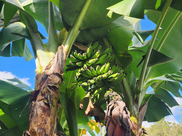 Gran Nain Banana Plant – Grocery Store Variety – Jerra's Garden