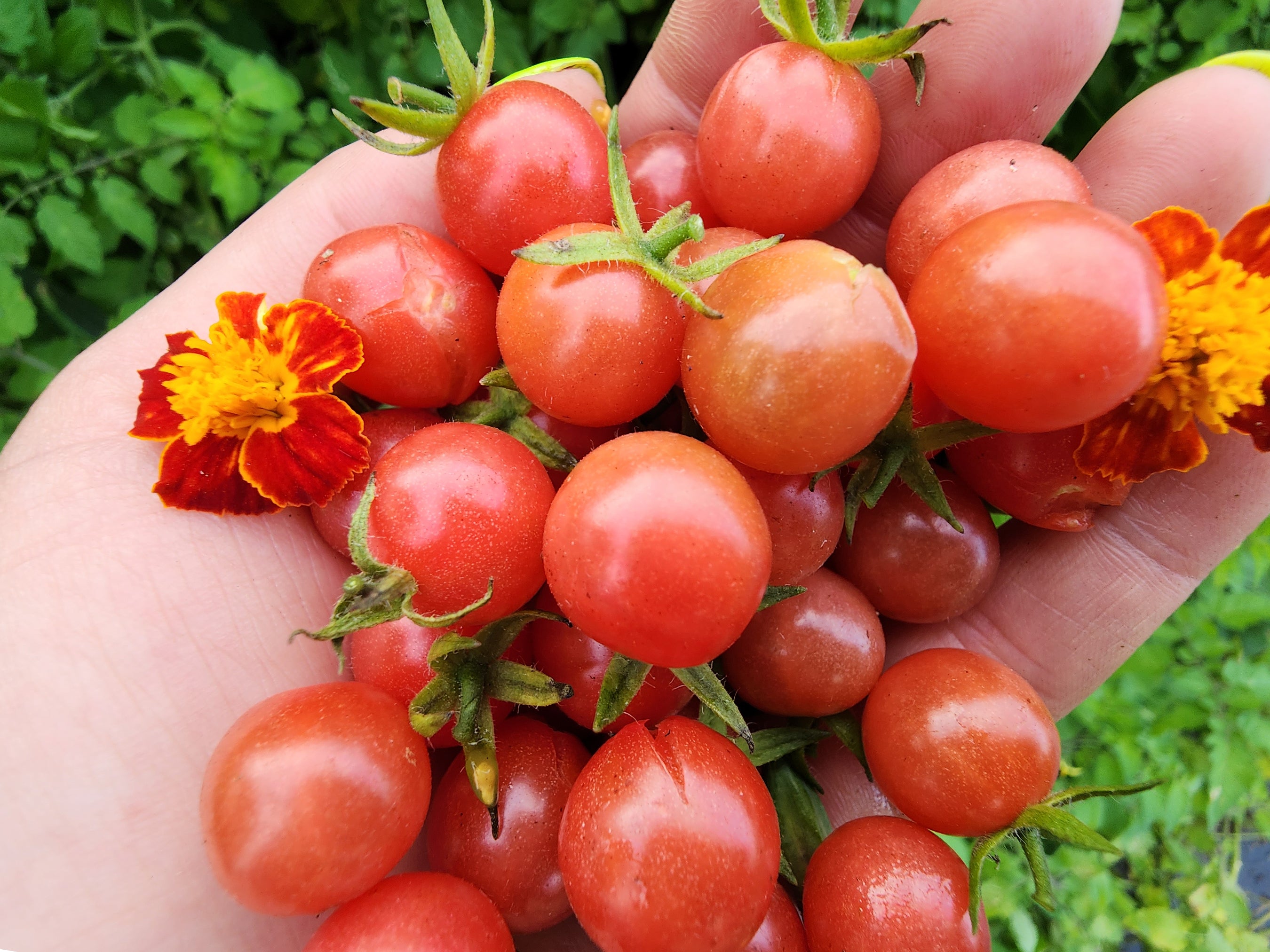 Everglades Tomato – Native Florida LIVE Plant – Jerra's Garden