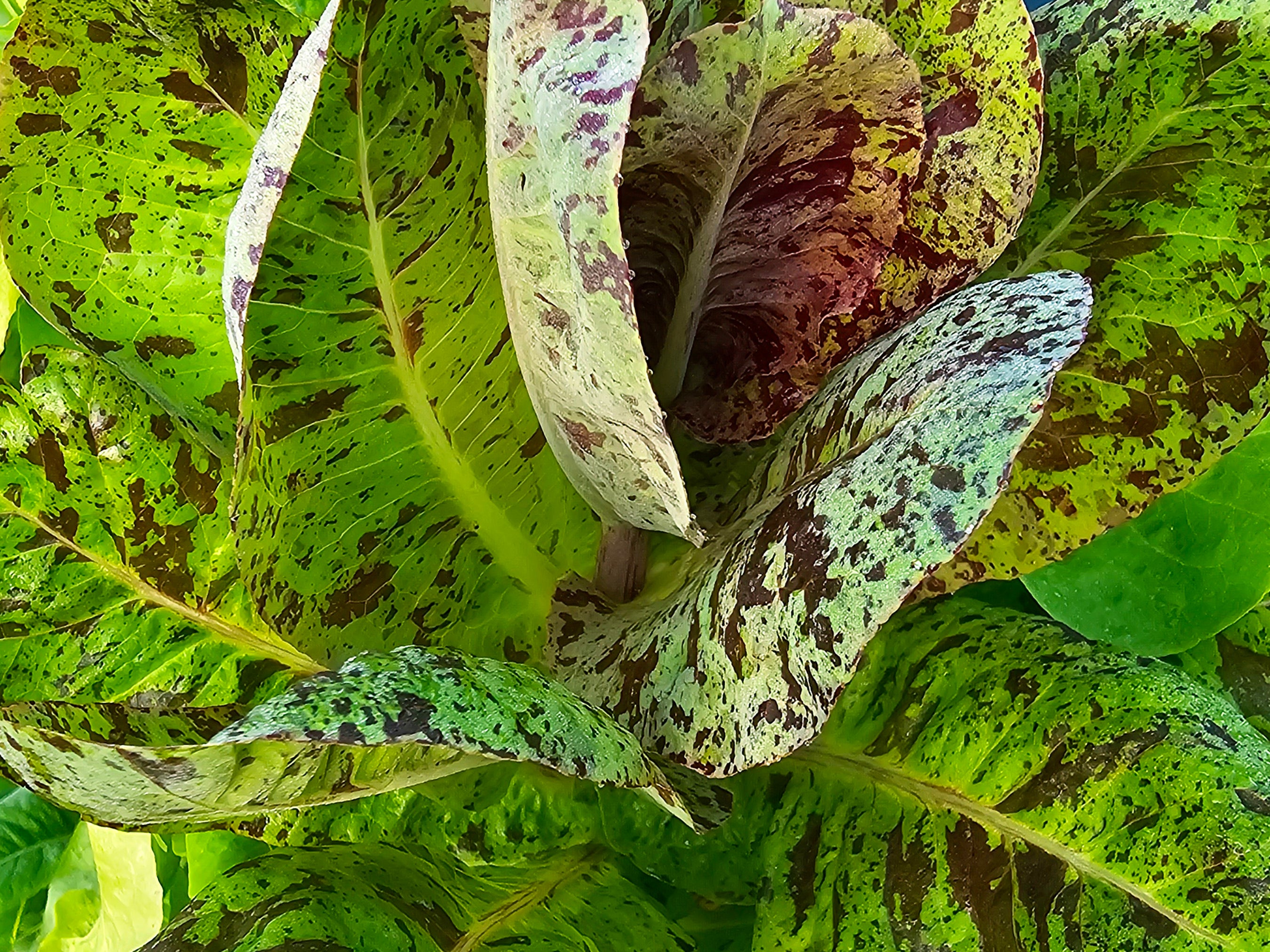 Freckles Romaine Lettuce Seeds – Speckled Heirloom – Jerra's Garden