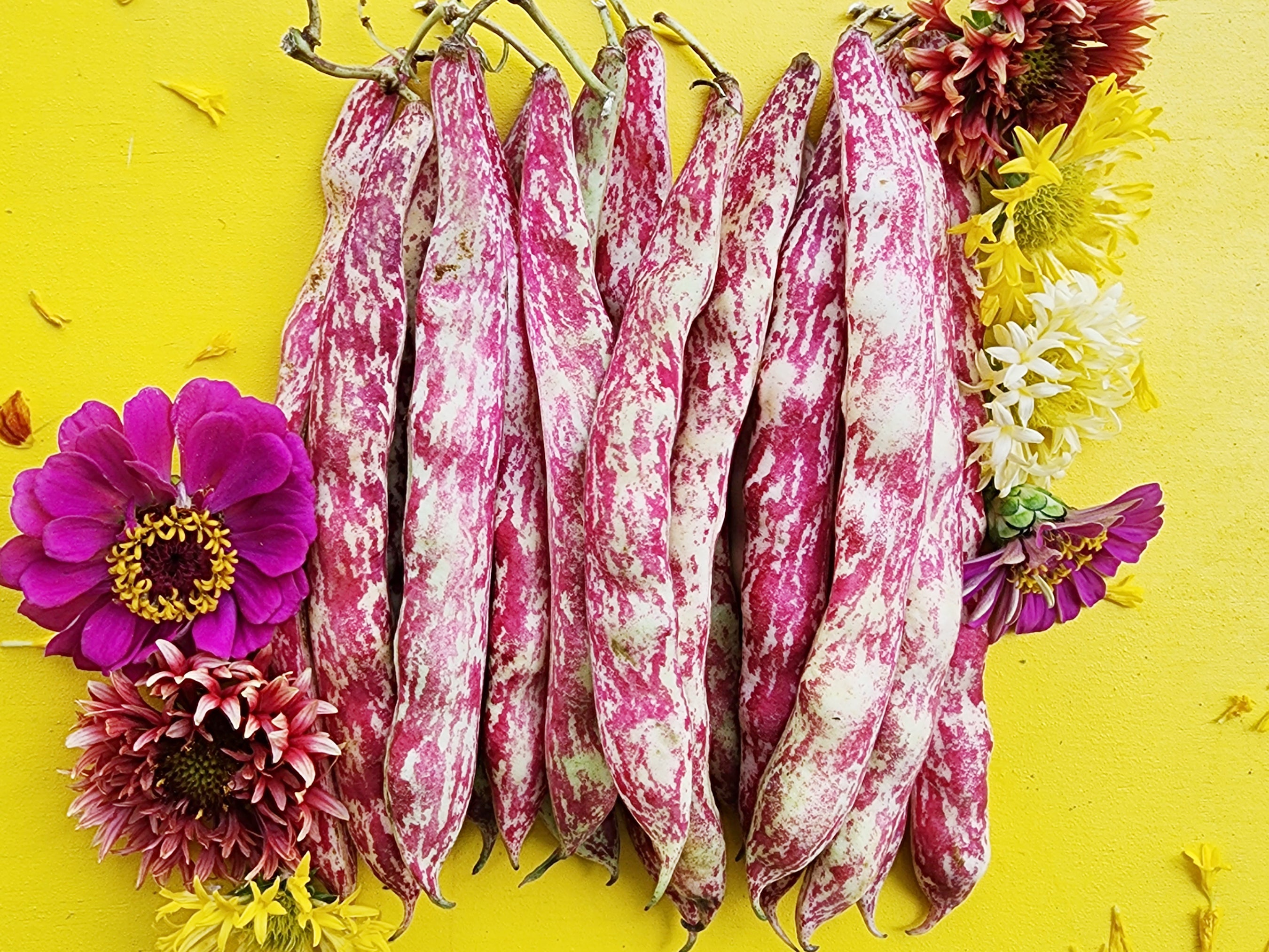 French Horticultural Beans – Snap or Shelling, 8" Pods – Jerra's Garden