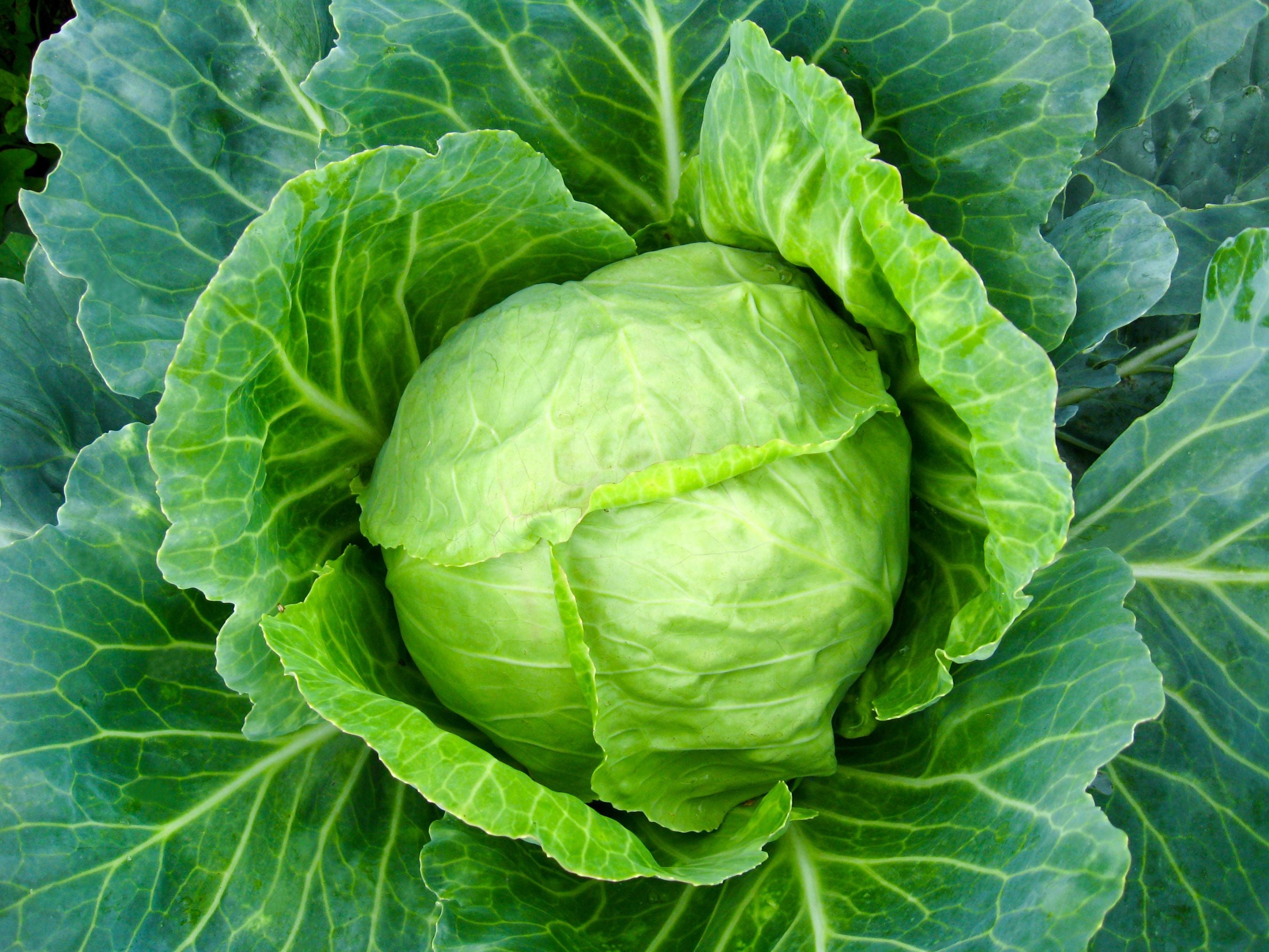 Golden Acre Cabbage Seeds – Tender, Flavorful Greens – Jerra's Garden