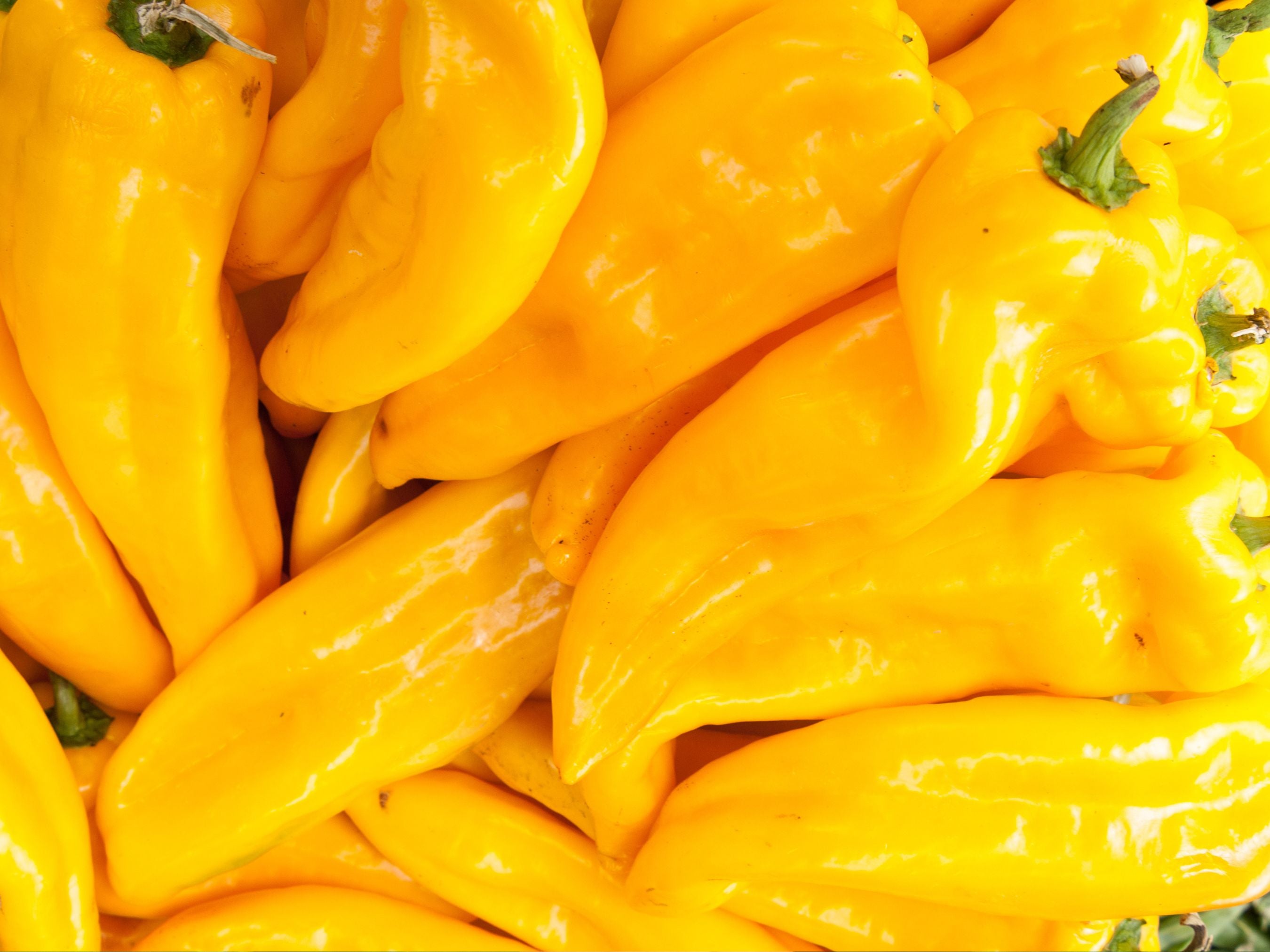 Golden Marconi Sweet Pepper – Italian Heirloom Seeds – Jerra's Garden