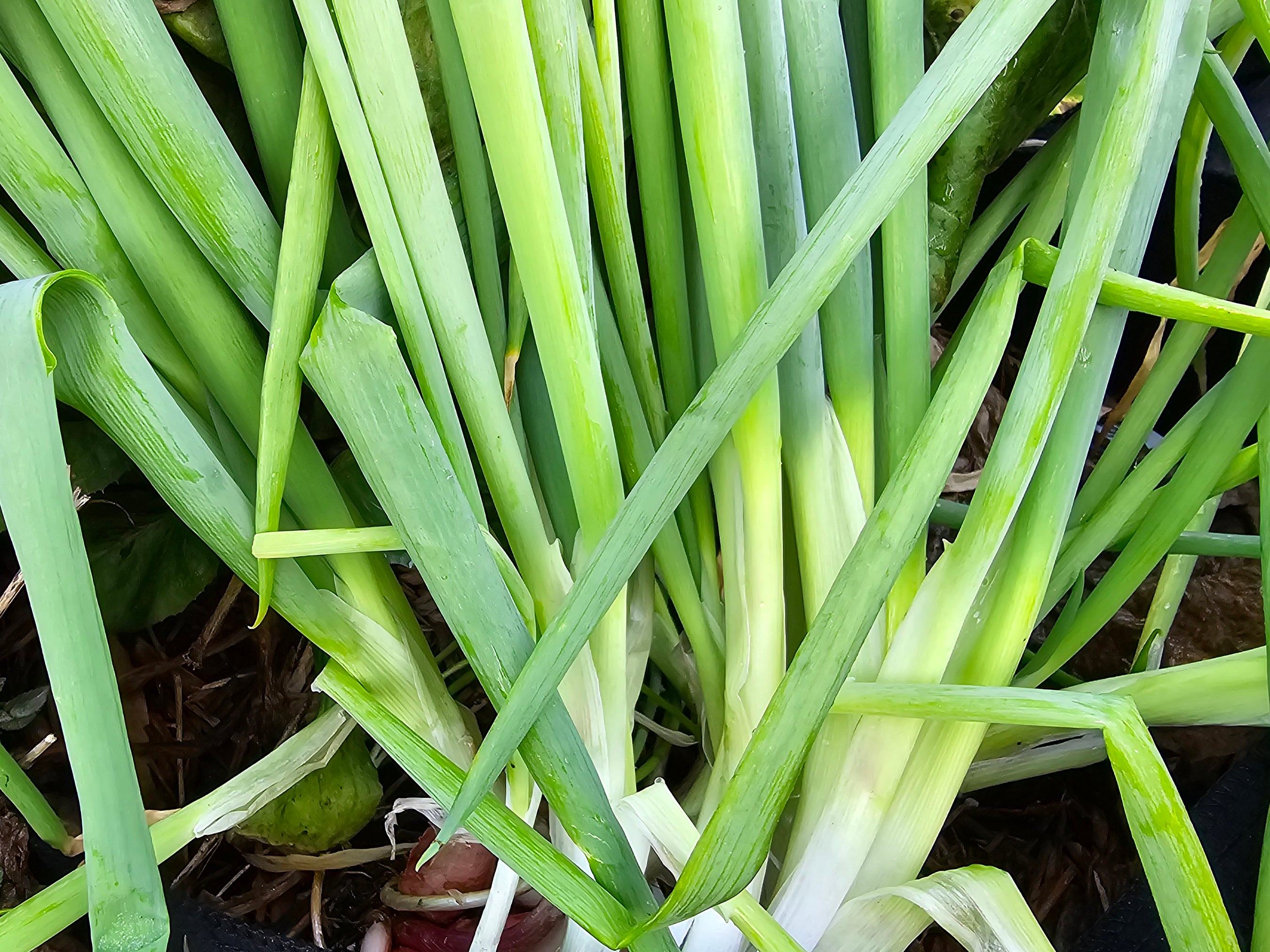 Green Bunching Onion Seeds – Heirloom Scallions – Jerra's Garden