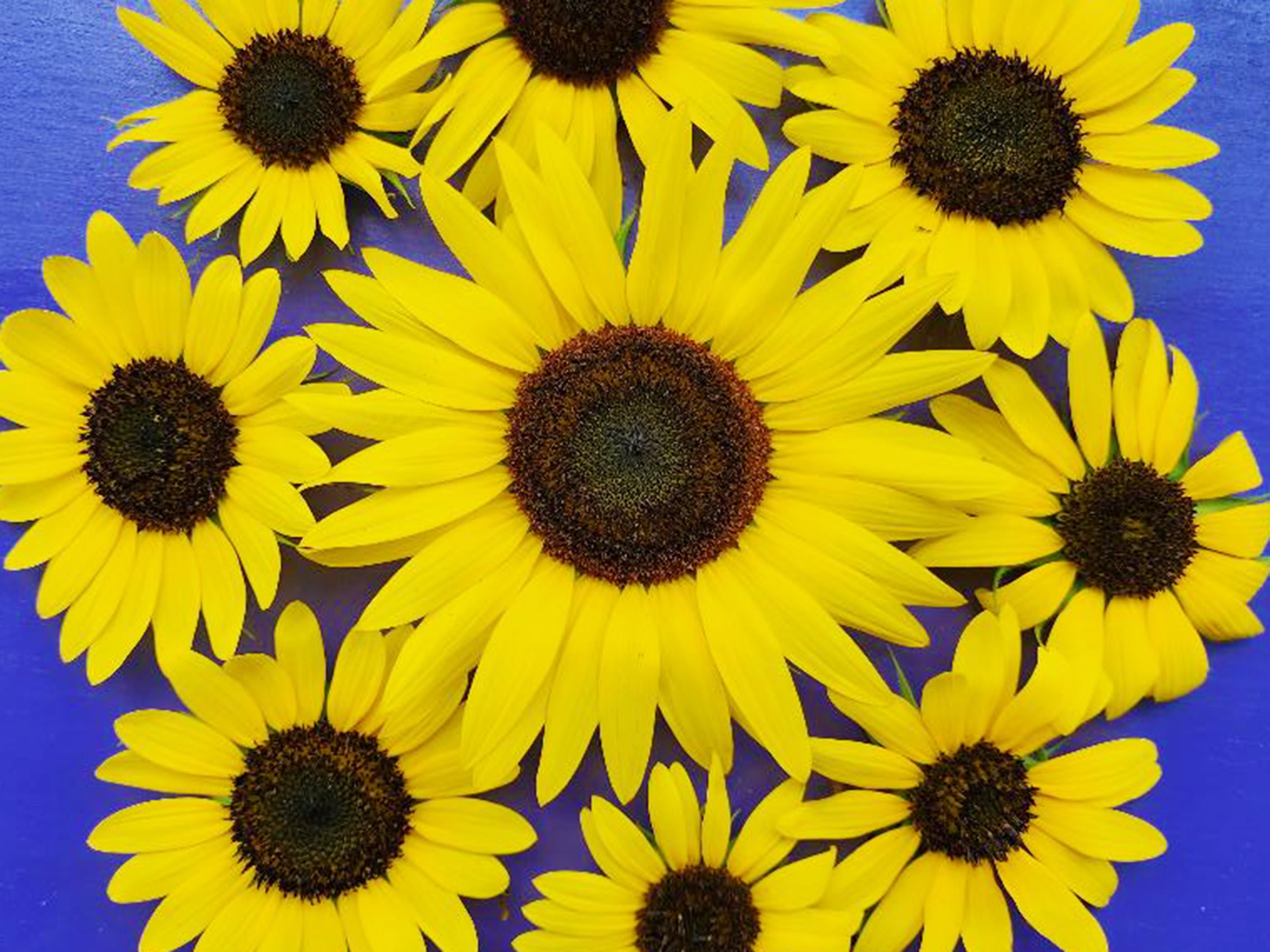 Henry Wilde Sunflower Seeds – Heirloom Yellow Blooms – Jerra's Garden