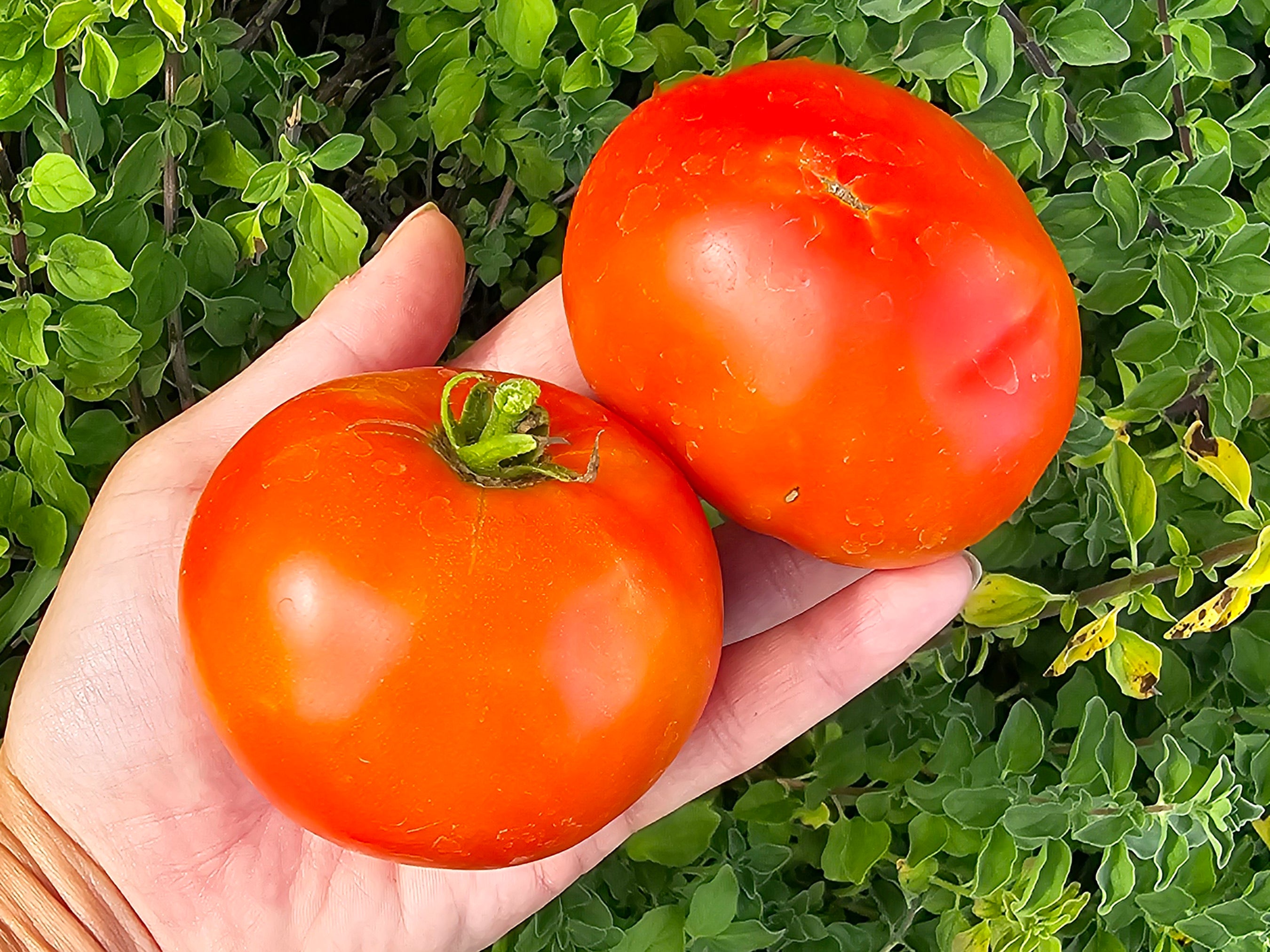 Homestead Tomato Seeds – Heat-Tolerant & Crack-Resistant – Jerra's Garden